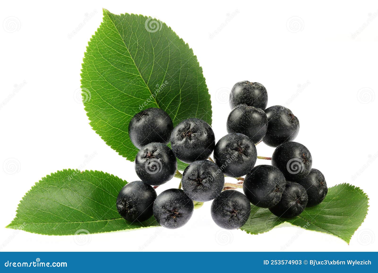 Aronia berries imagen de archivo. Imagen de sano, maduro - 253574903