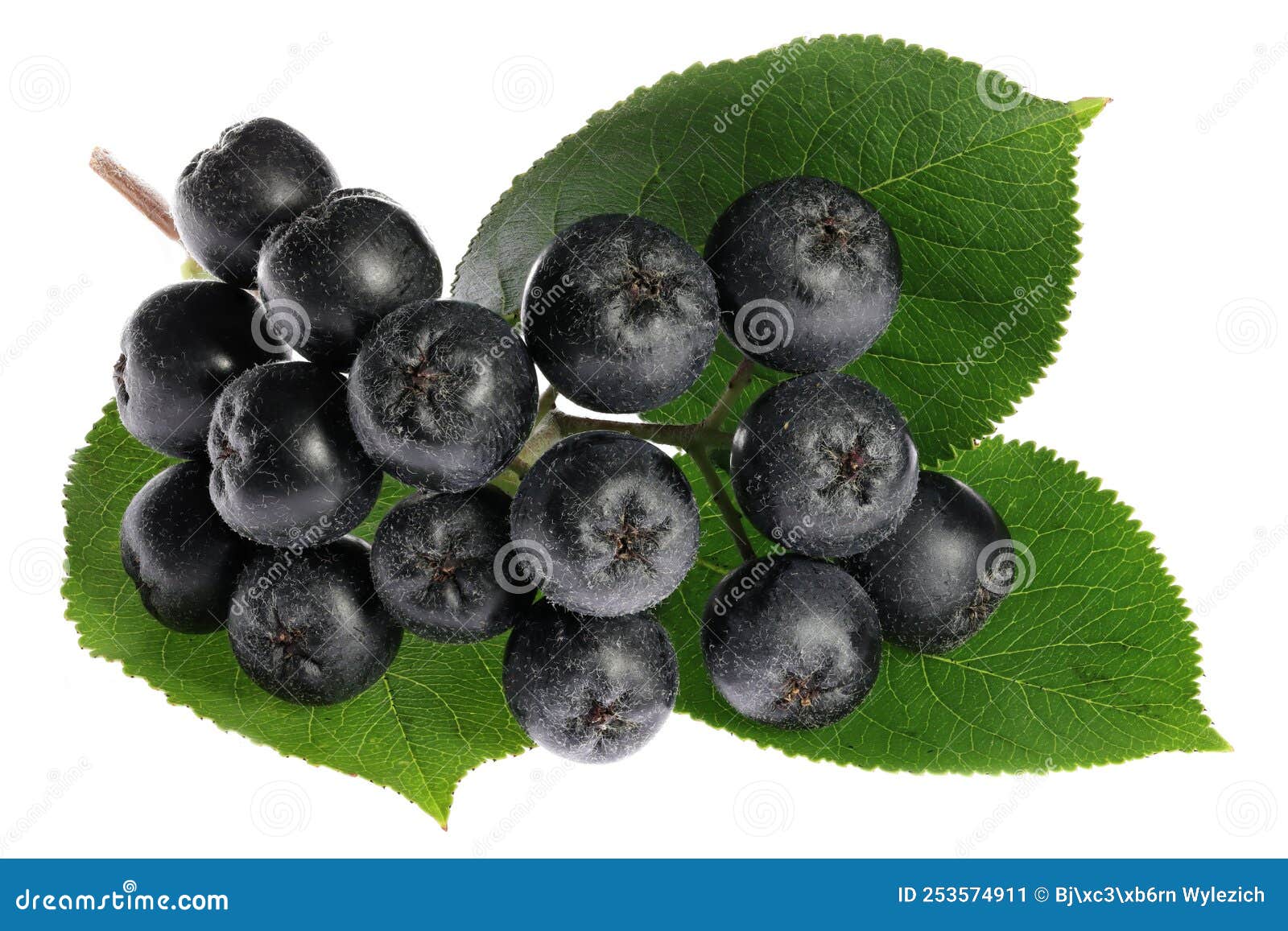 Aronia berries imagen de archivo. Imagen de cosecha - 253574911