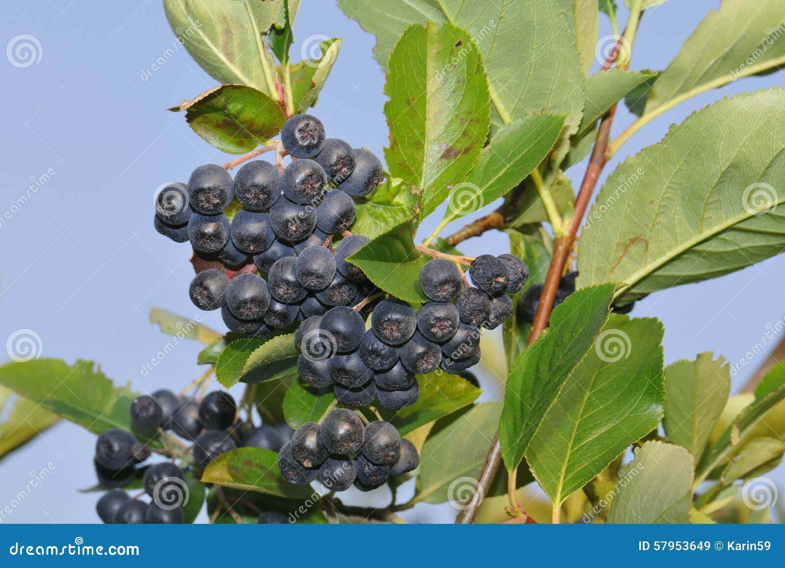 Aronia berries stock image. Image of naronia, nature - 57953649