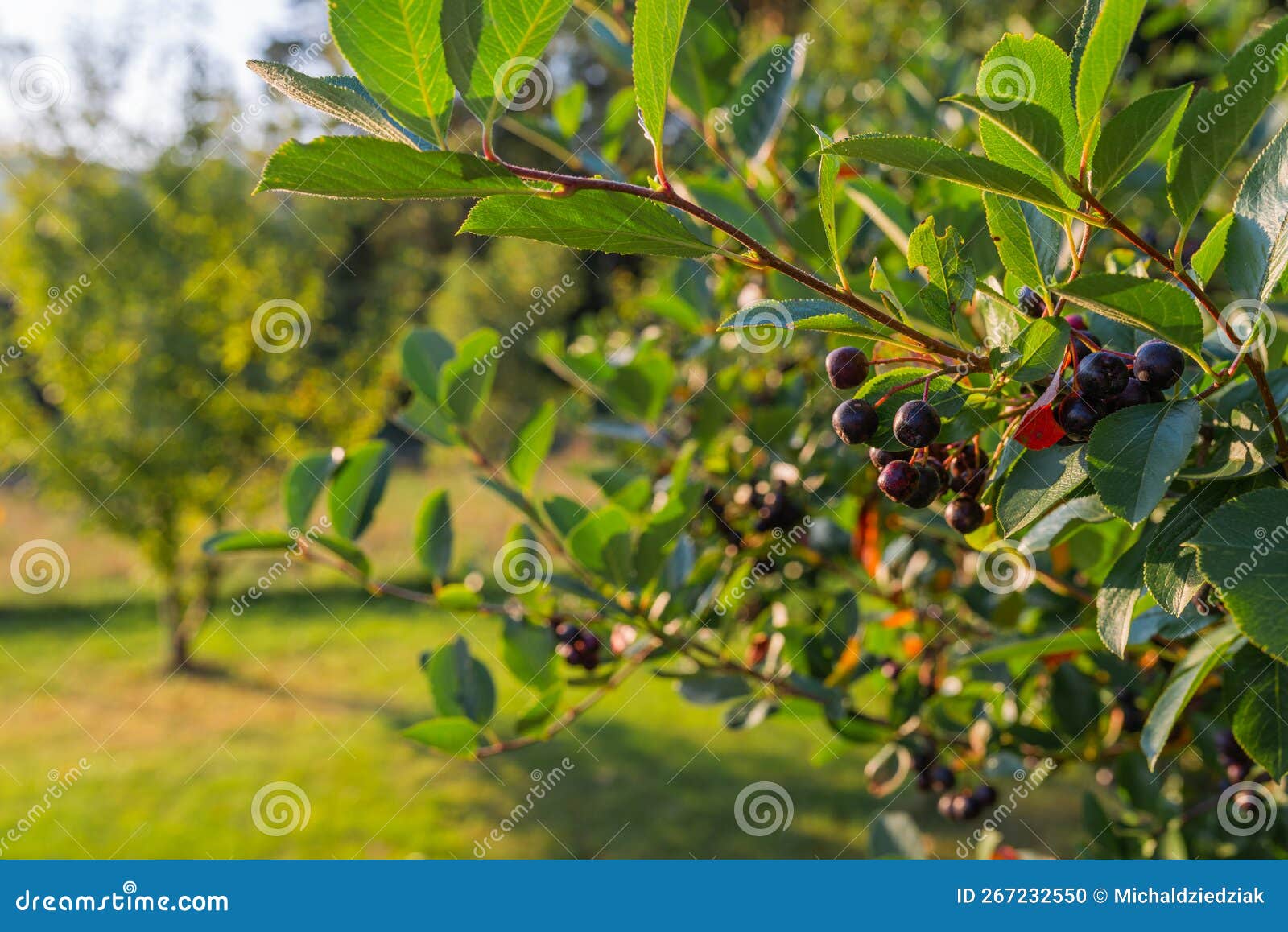 Aronia Cokeberries Growing on the Tree Branch Stock Photo - Image of ...