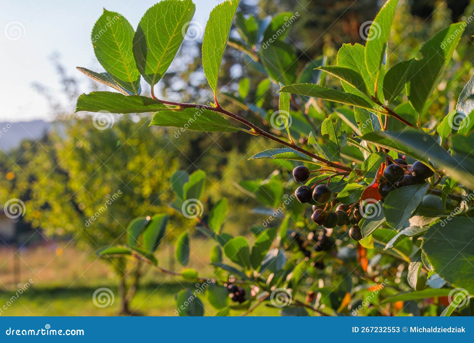 Aronia Cokeberries Growing on the Tree Branch Stock Image - Image of ...