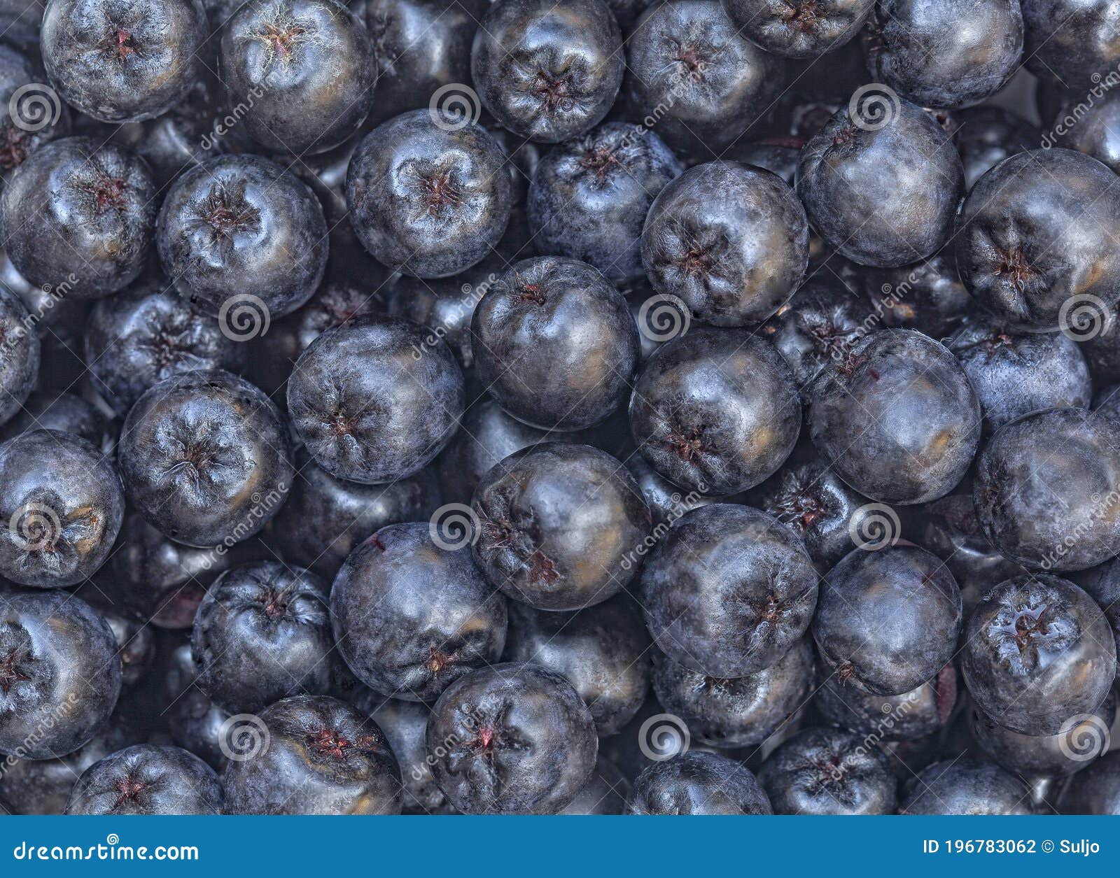 Aronia Fruit Background stock photo. Image of berry - 196783062