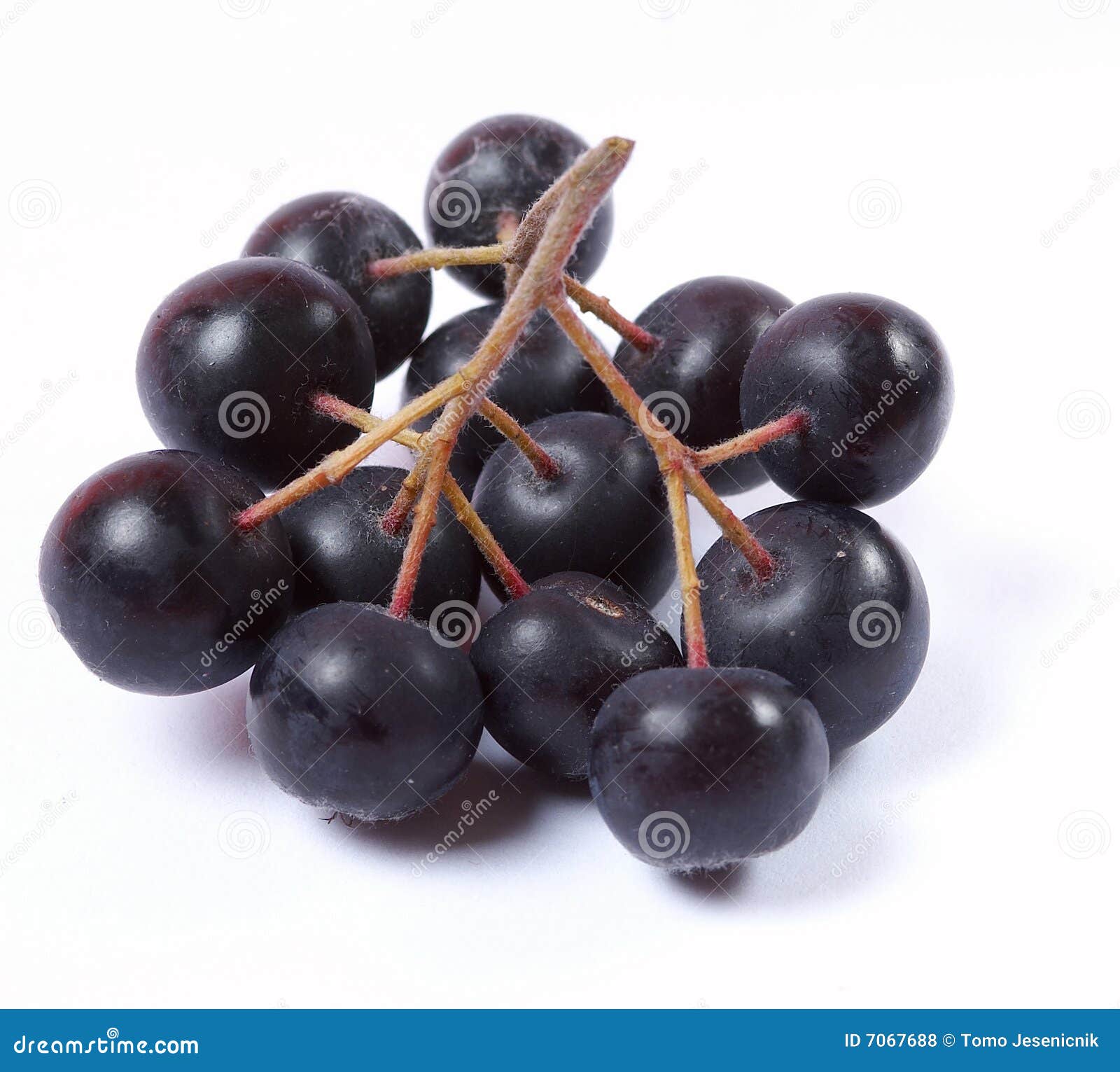 Aronia Fruit on White Background Stock Photo - Image of blue, group ...
