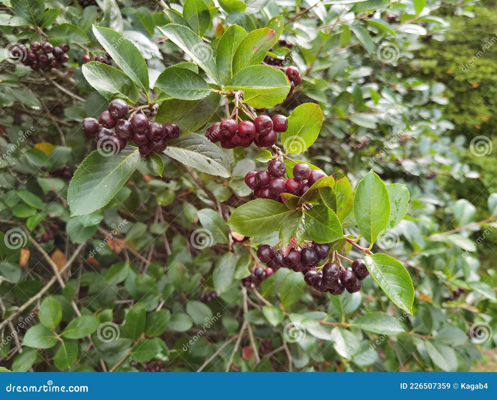 Aronia Melanocarpa. Baies D'aronia. Image stock - Image du moisson ...