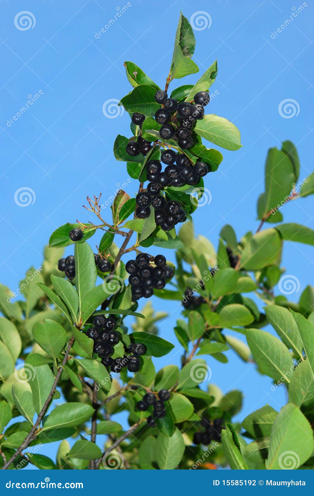 Aronia shrub stock photo. Image of bunches, black, chokeberries - 15585192