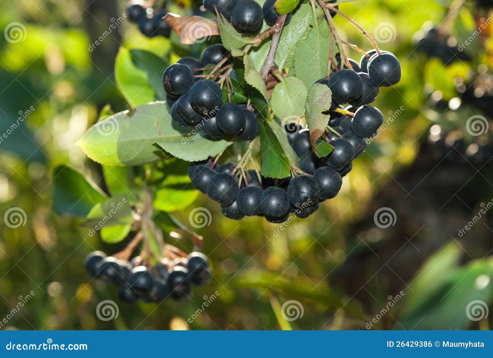Aronia shrub stock photo. Image of fruit, chokeberries - 26429386