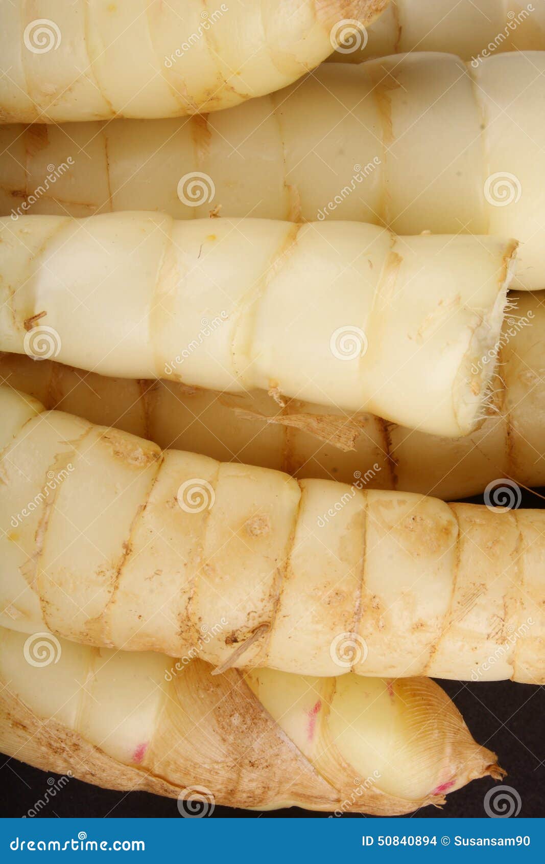 Aroowroot stock photo. Image of medicine, commercial - 50840894