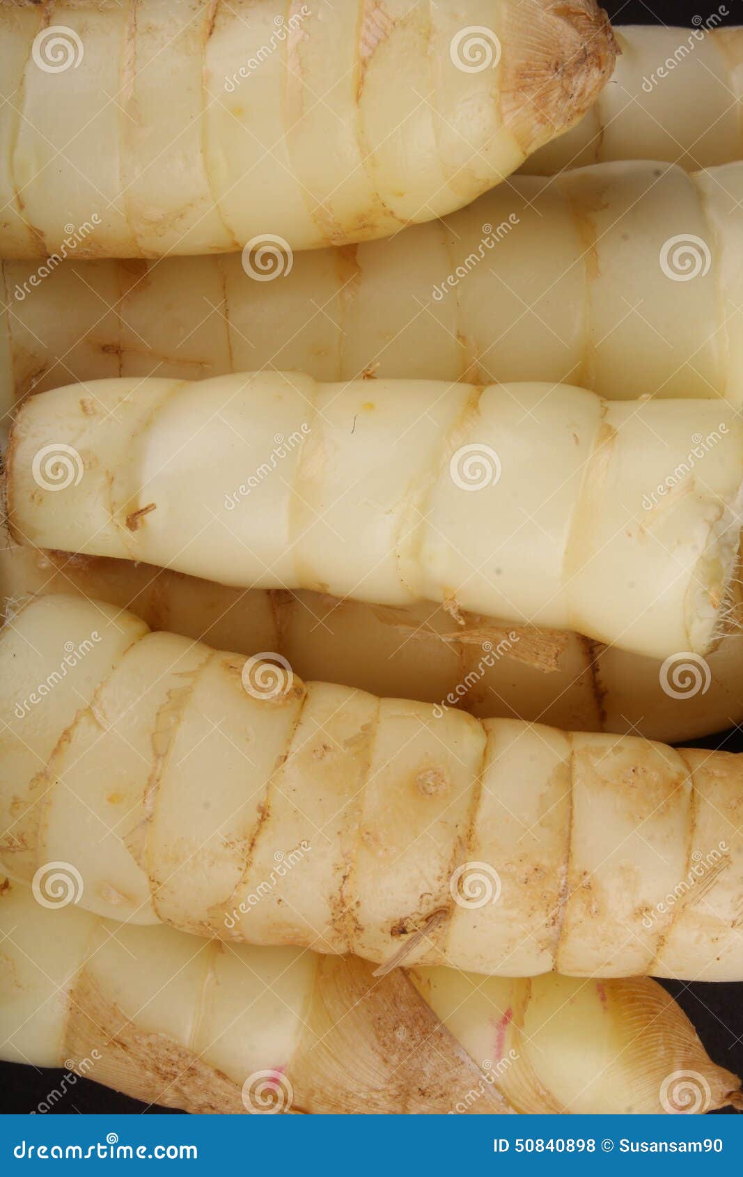 Aroowroot stock photo. Image of nature, production, market - 50840898