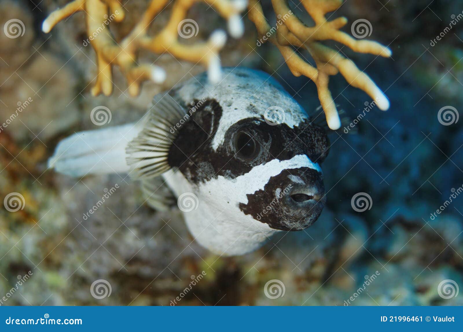 Arothron Diadematus - Masked Puffer Fish - Red Sea Stock Image - Image ...