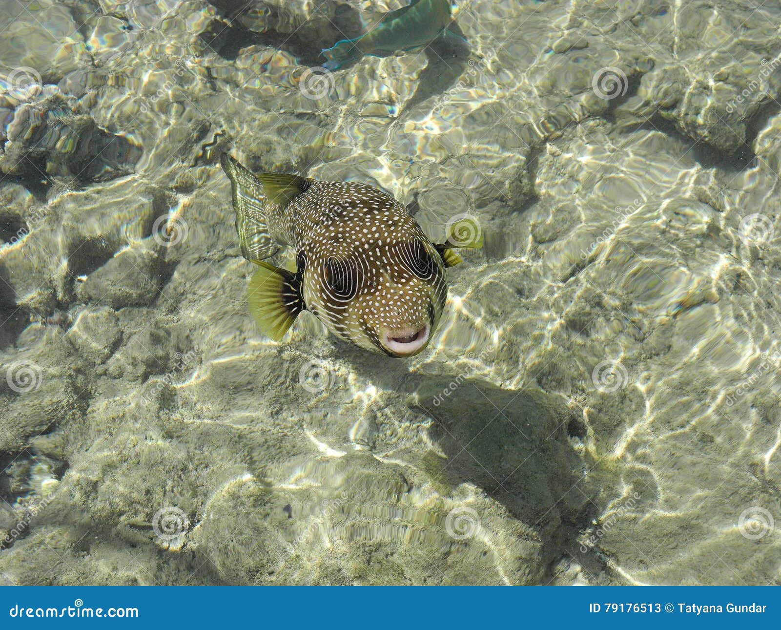 Arothron hispidus fish. stock image. Image of nature - 79176513