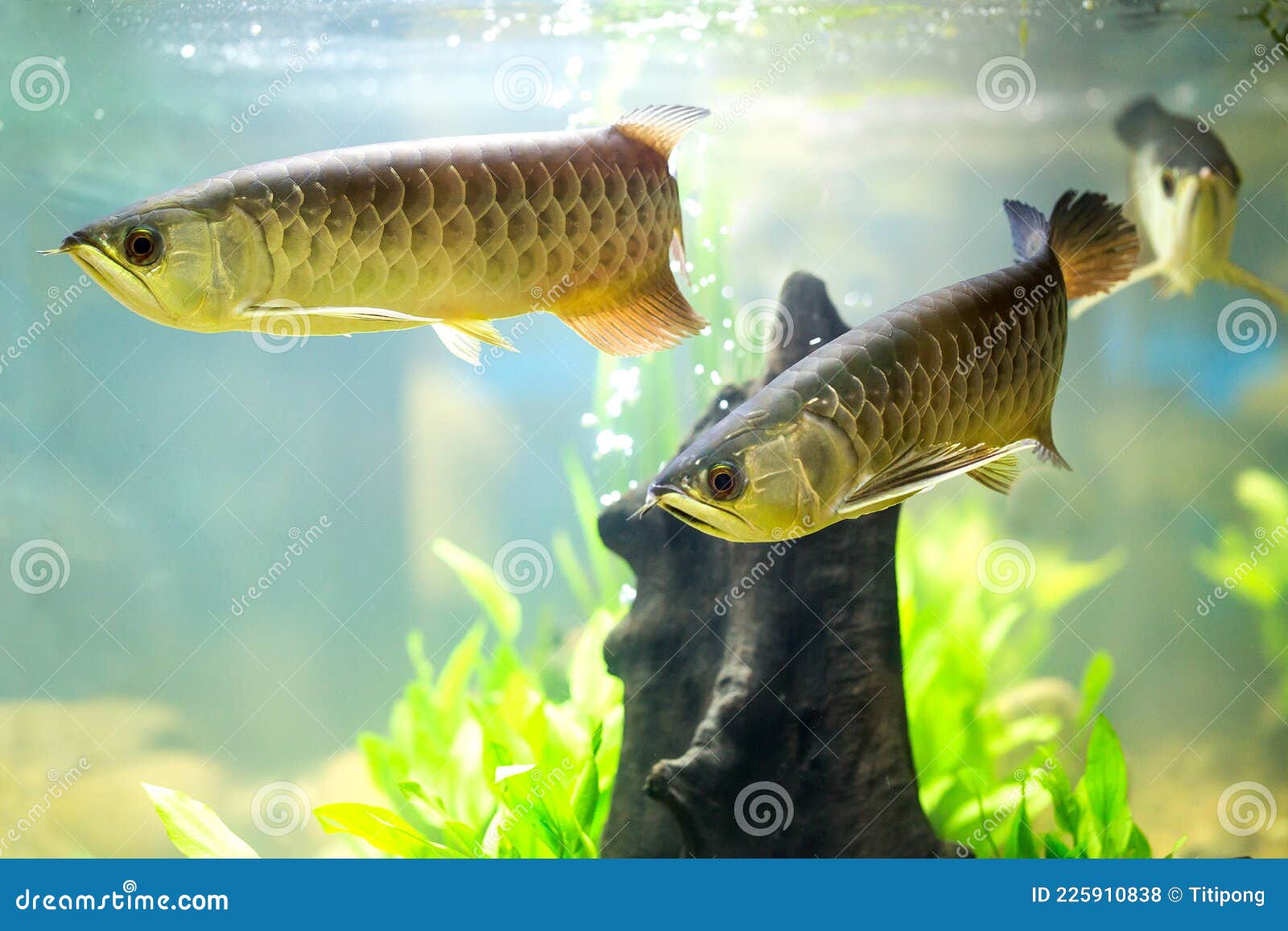 Arowana the Asian Dragon Fish Stock Photo - Image of dragon, aquatic ...