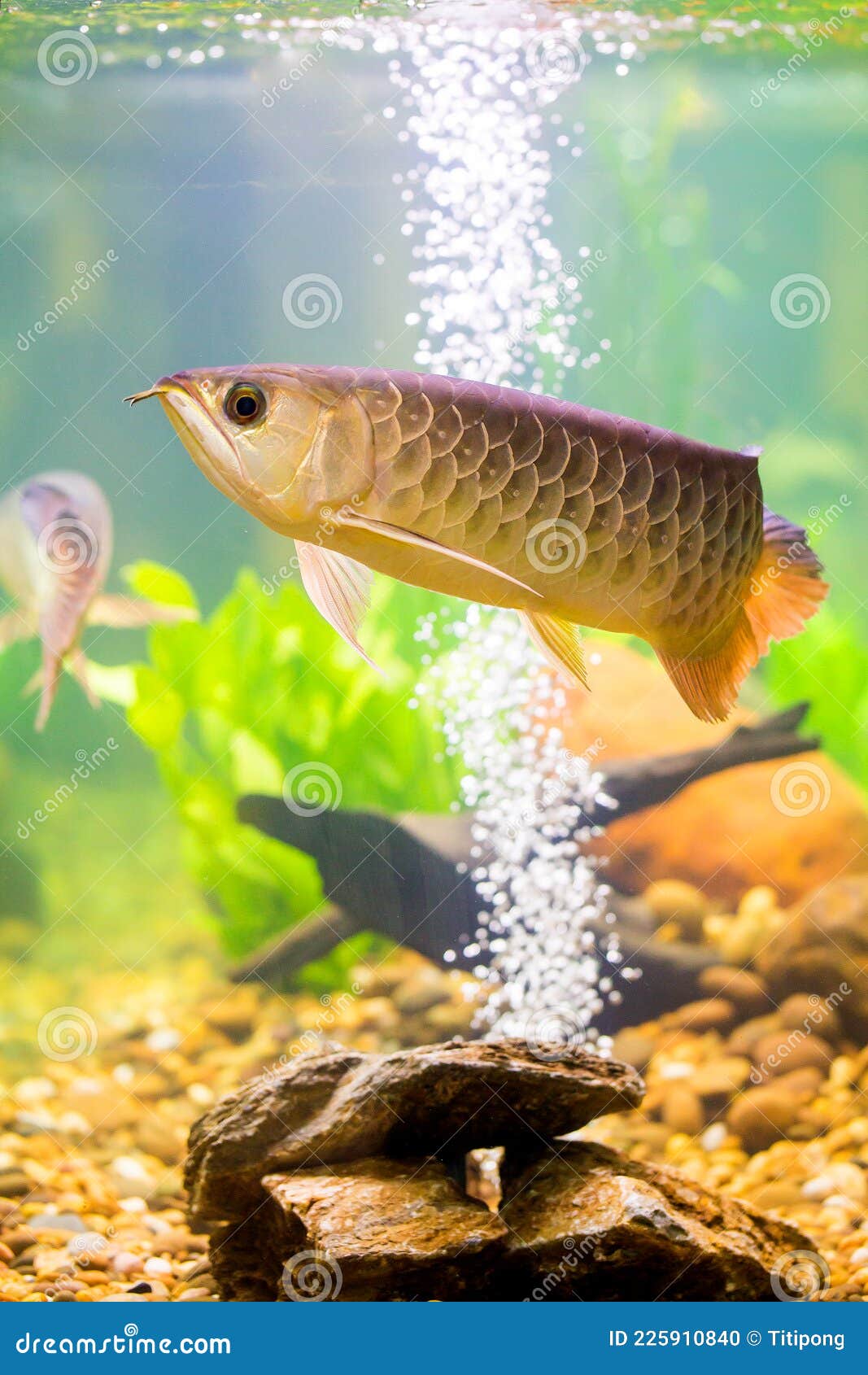 Arowana the Asian Dragon Fish Stock Photo - Image of color, looking ...