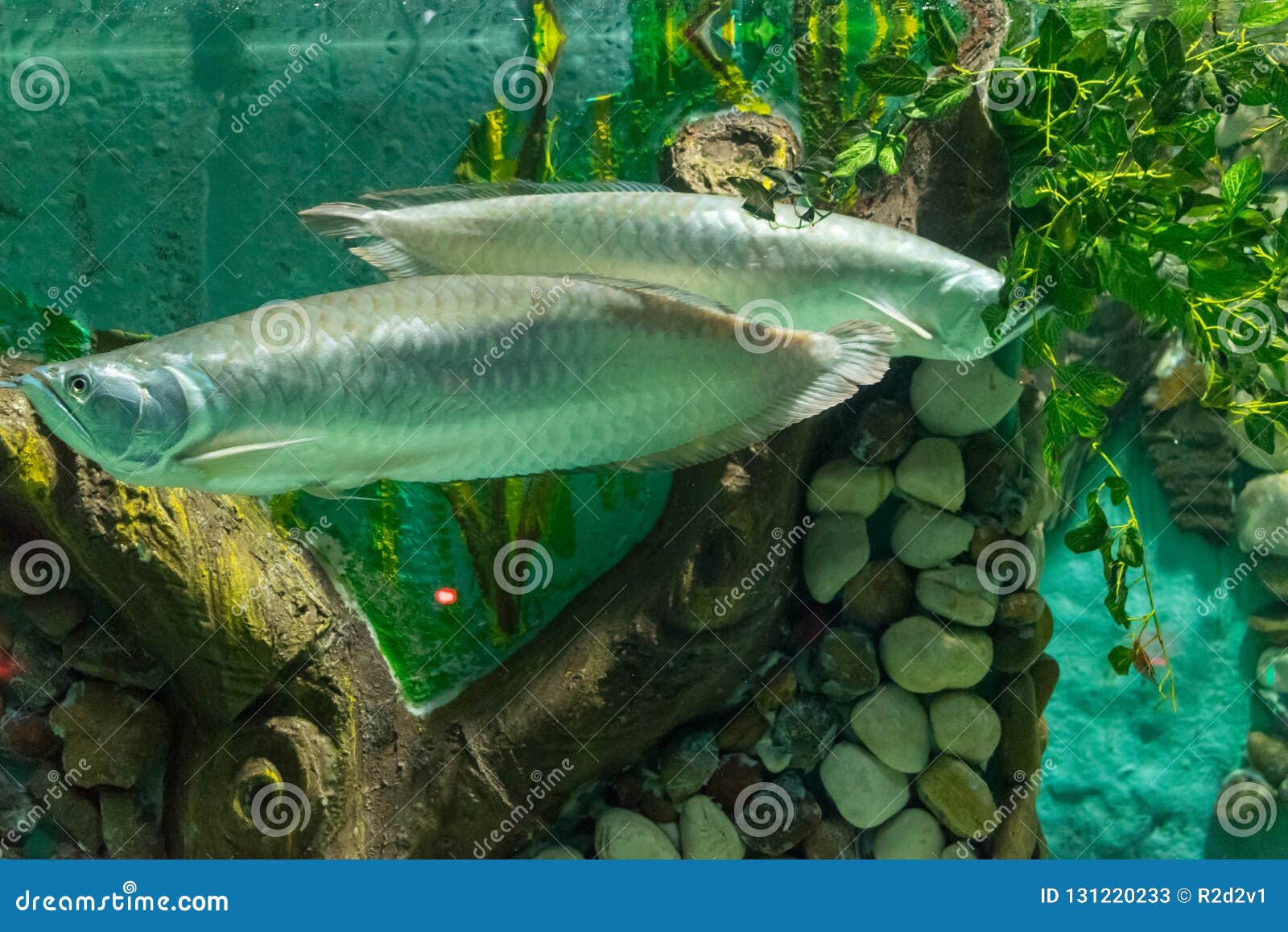 Arowana D'argento Del Pesce in Acquario Immagine Stock - Immagine di ...