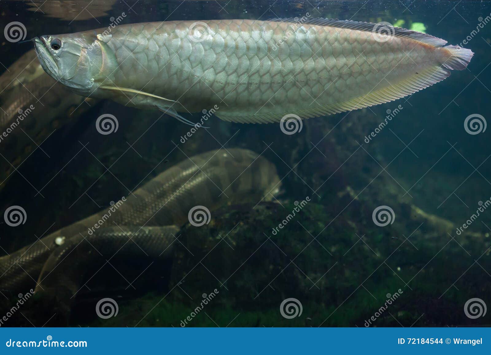 Arowana D'argento (osteoglossum Bicirrhosum) Fotografia Stock ...