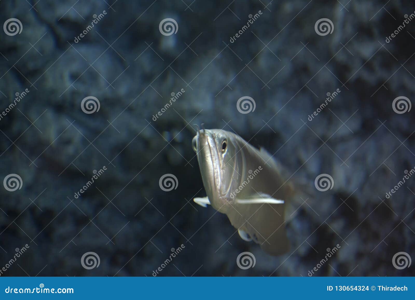 Arowana stock photo. Image of symbol, good, background - 130654324