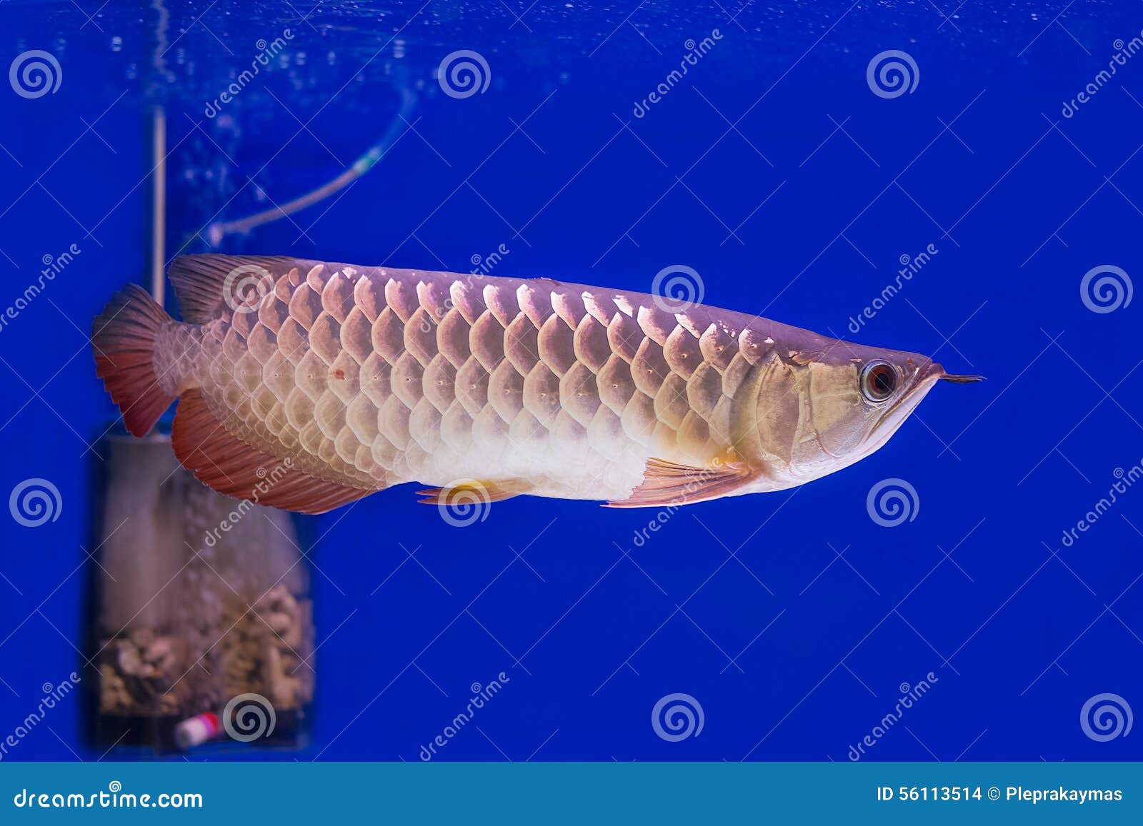 Arowana Fish stock photo. Image of small, beautiful, talk - 56113514