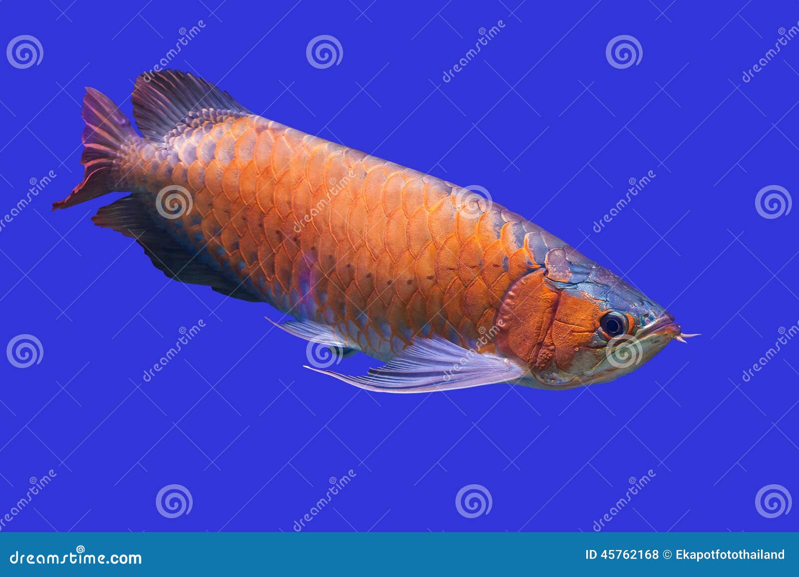 Arowana stock photo. Image of colorful, color, silver - 45762168