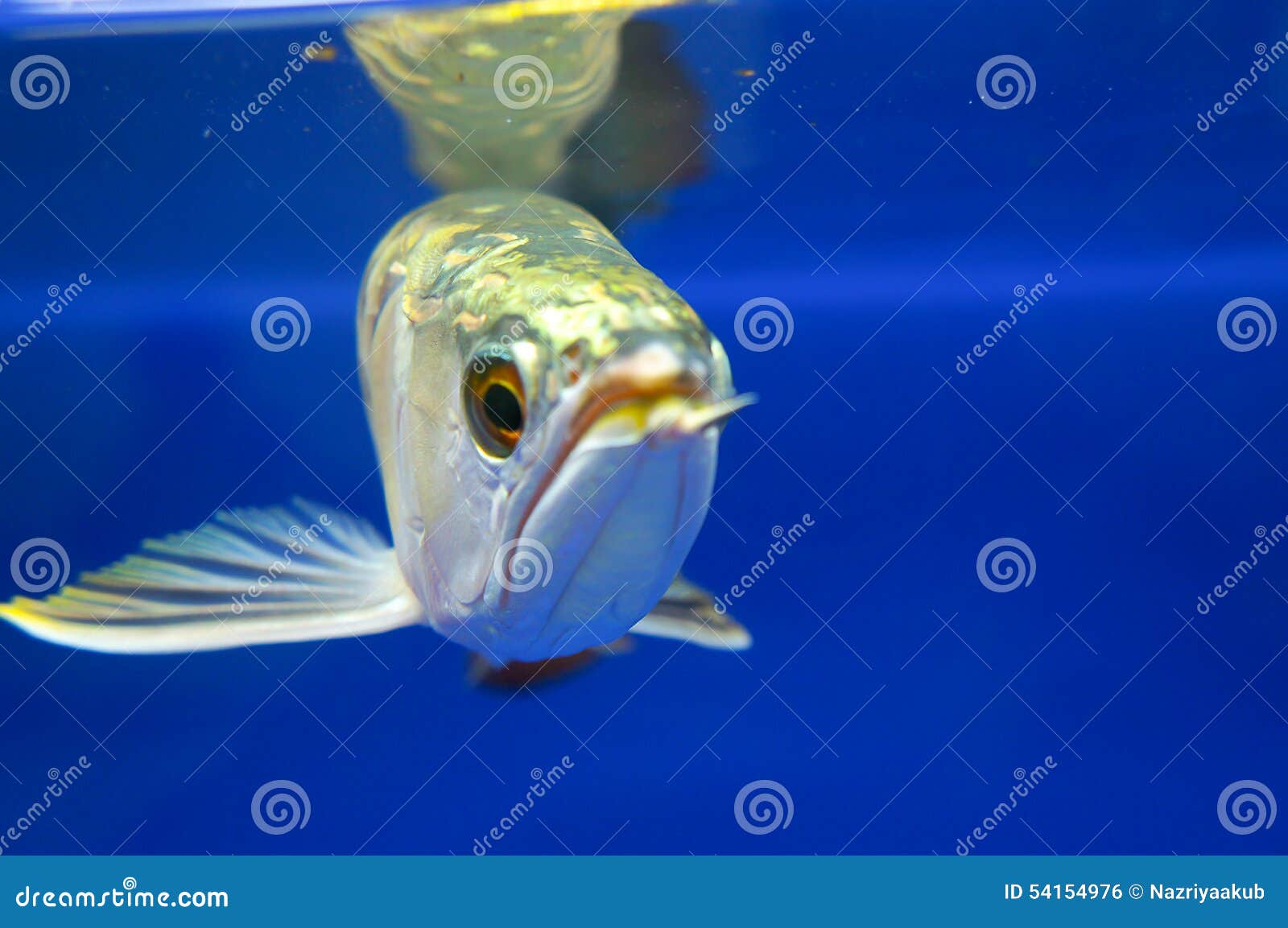 Arowana fish stock photo. Image of beautiful, exotic - 54154976