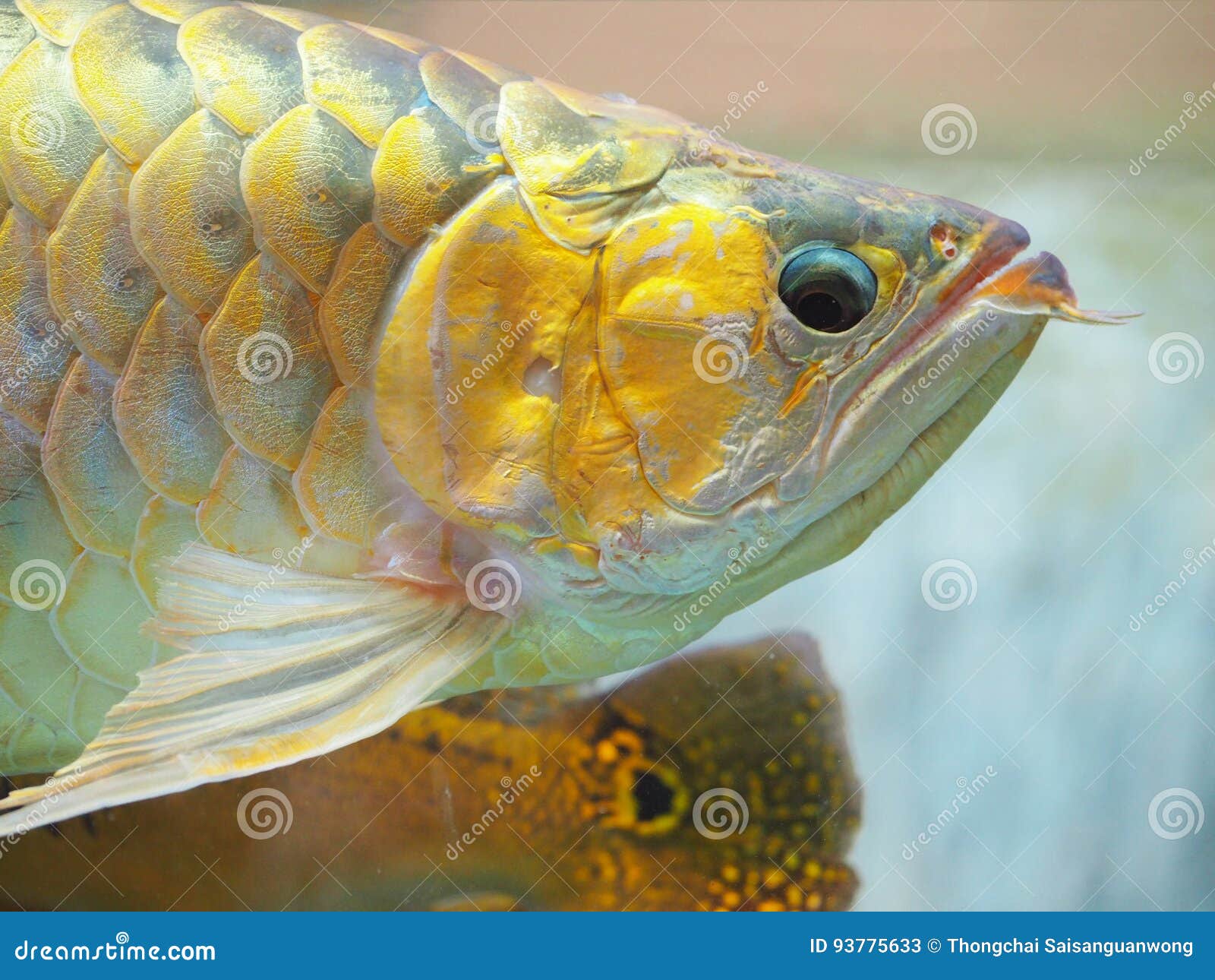 Arowana Fish for Fortune Acts Stock Image - Image of asia, shot: 93775633