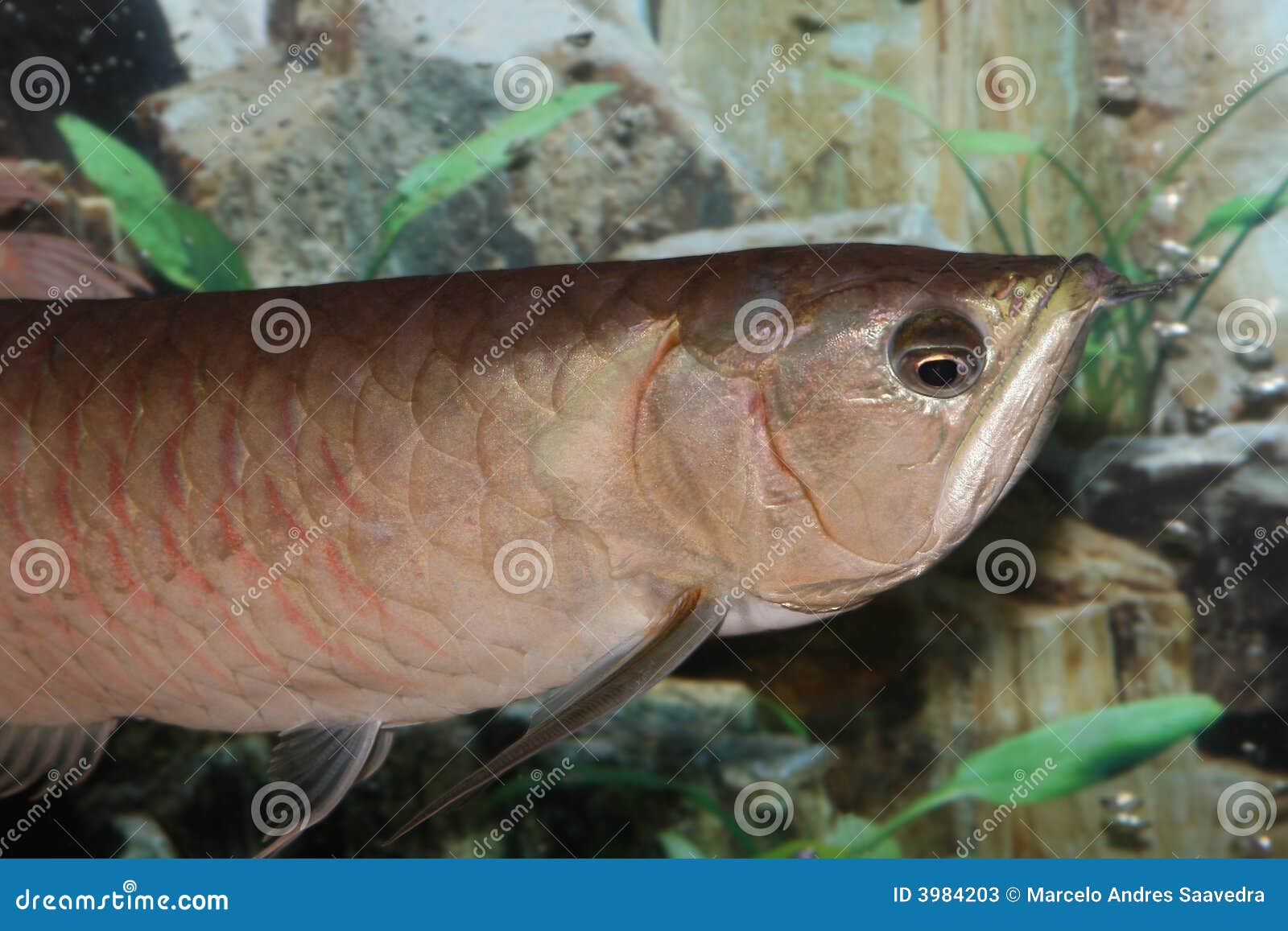 Arowana fish (half body). stock image. Image of arawanas - 3984203