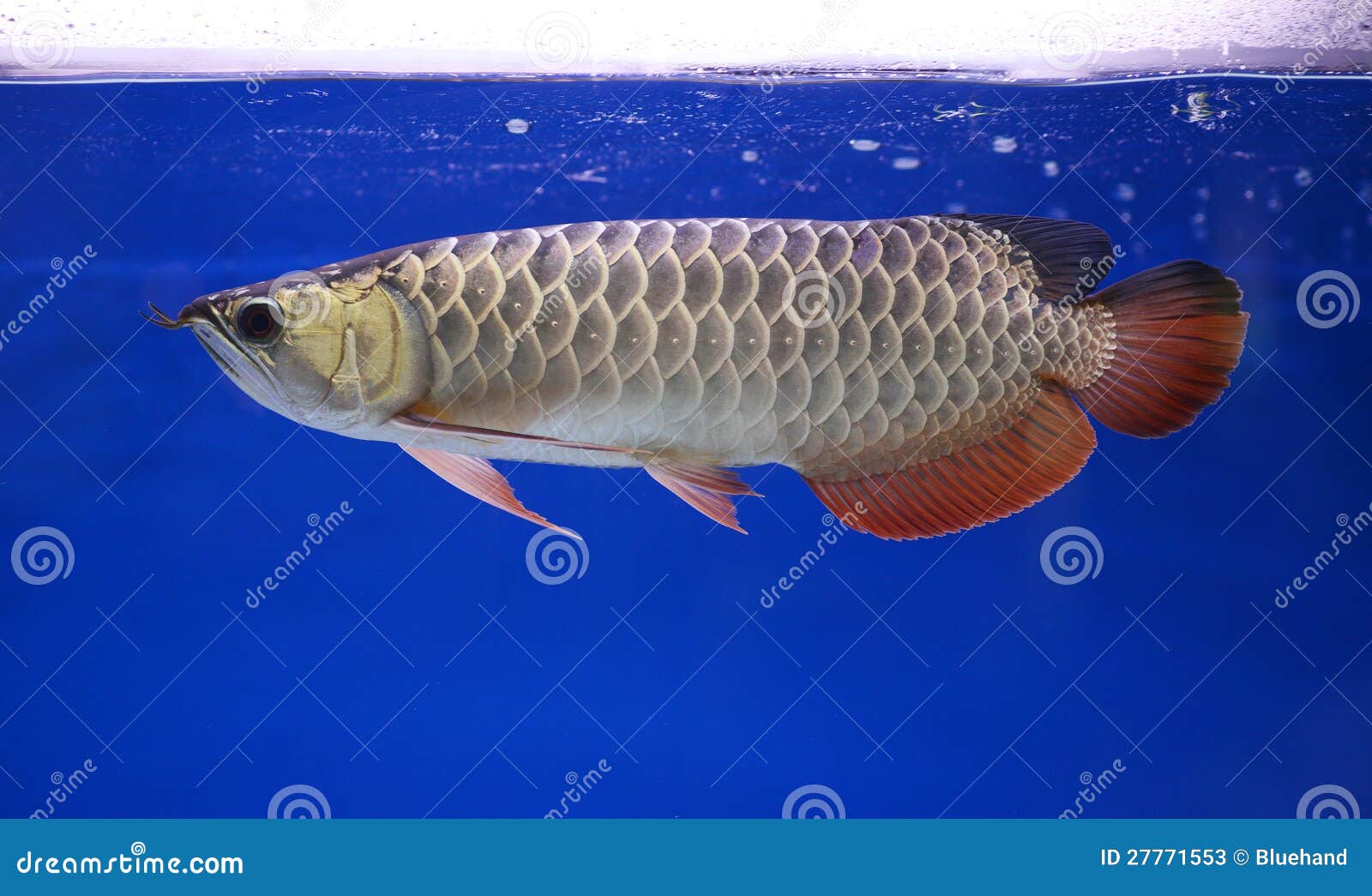 Arowana fish, pet stock image. Image of underwater, swim - 27771553