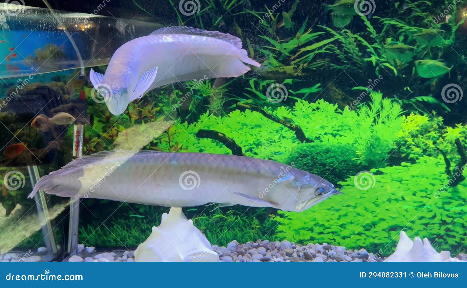Arowana Fish Swims in the Aquarium Stock Video - Video of swimming ...