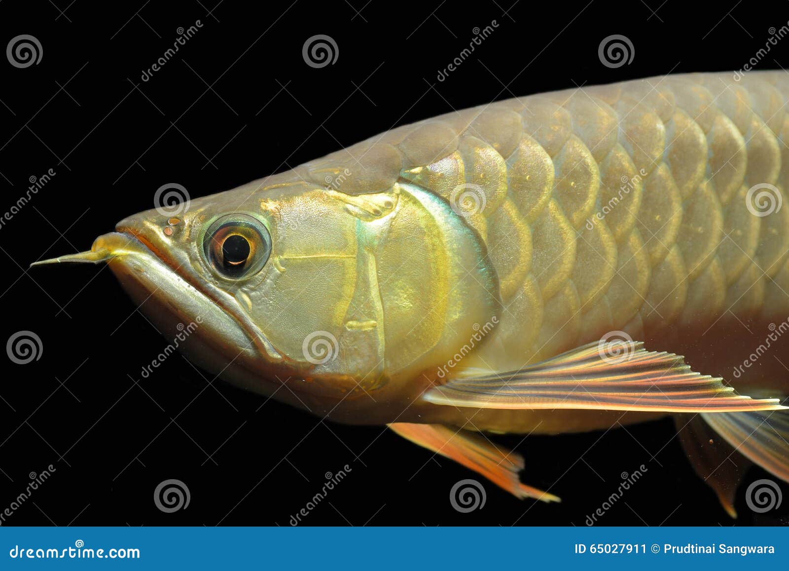 Arowana stock image. Image of animal, colorful, silver - 65027911