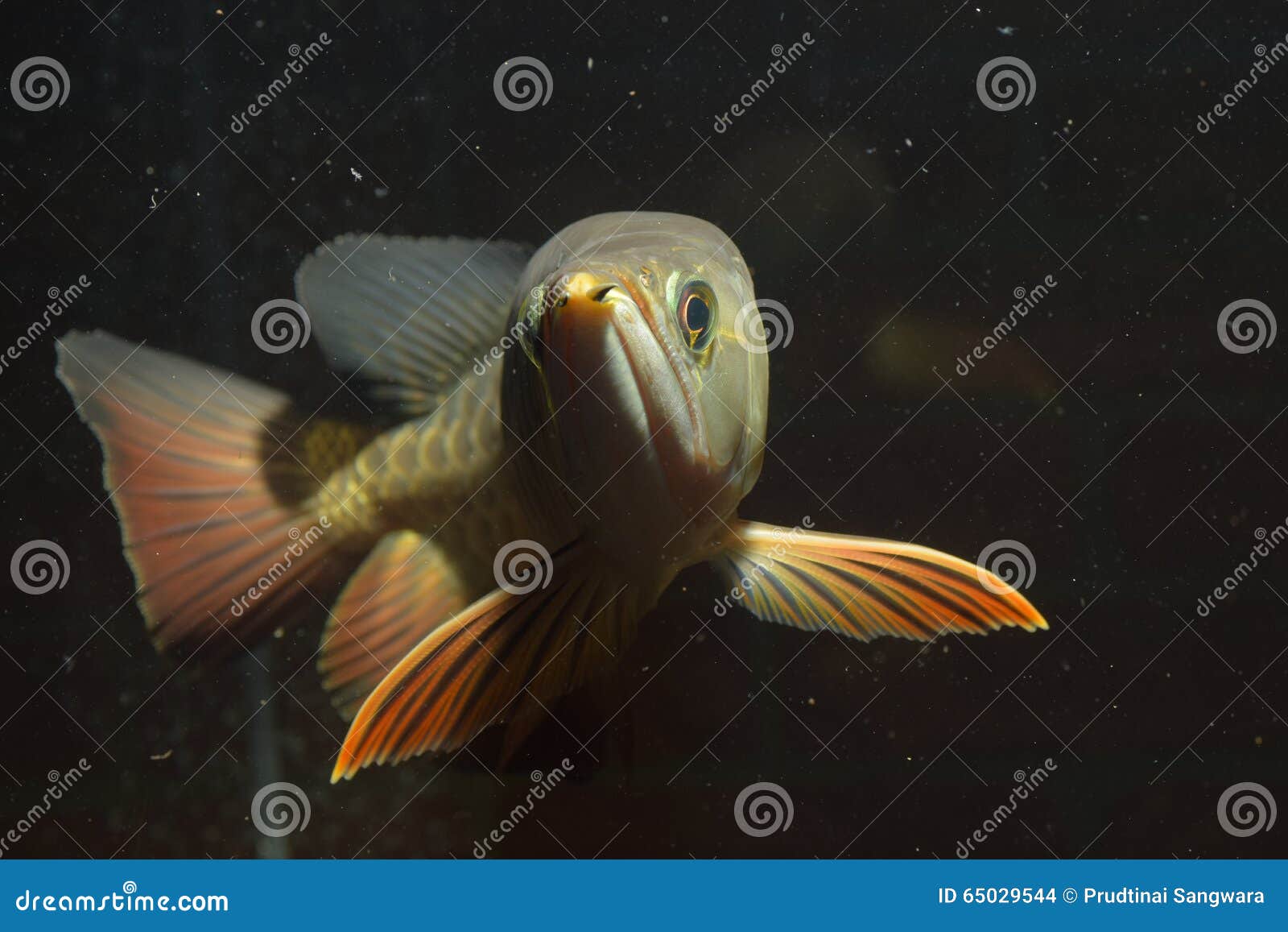 Arowana stock photo. Image of silver, color, water, nature - 65029544