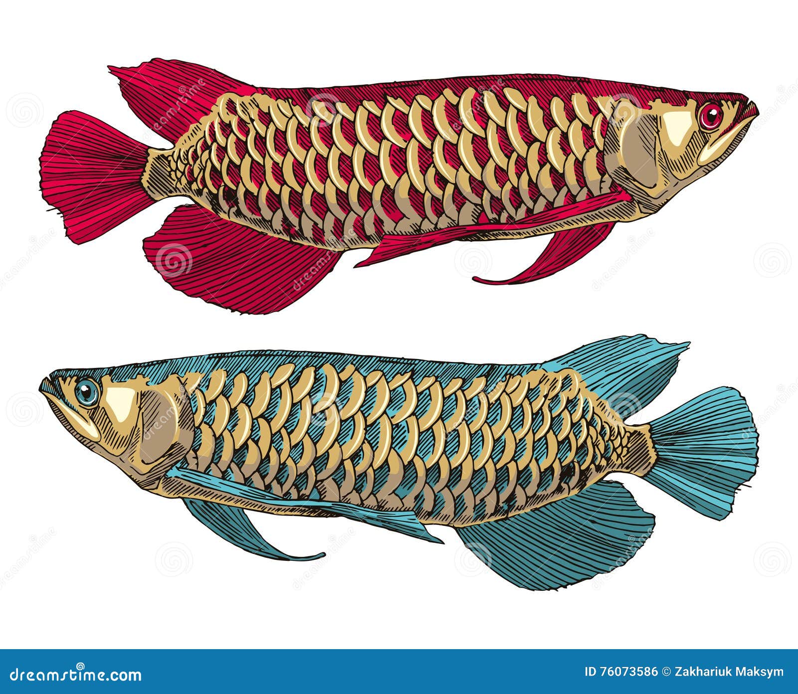 Arowana stock vector. Illustration of asia, animal, lucky - 76073586