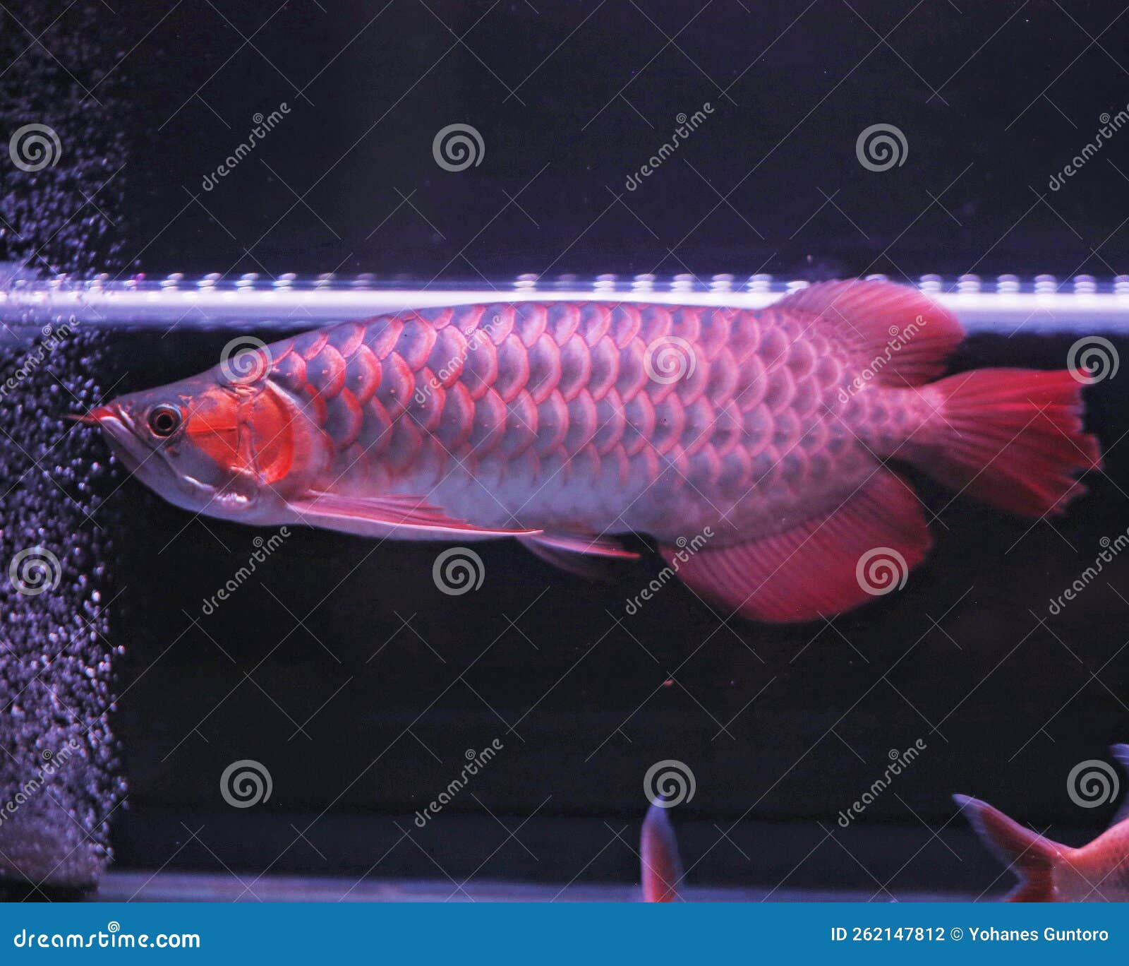 Arowana Super Red stock photo. Image of dragon, arowana - 262147812