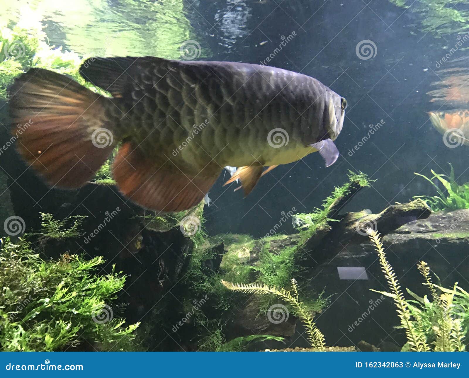 Arowana stock image. Image of tropical, exotic, aquarium - 162342063