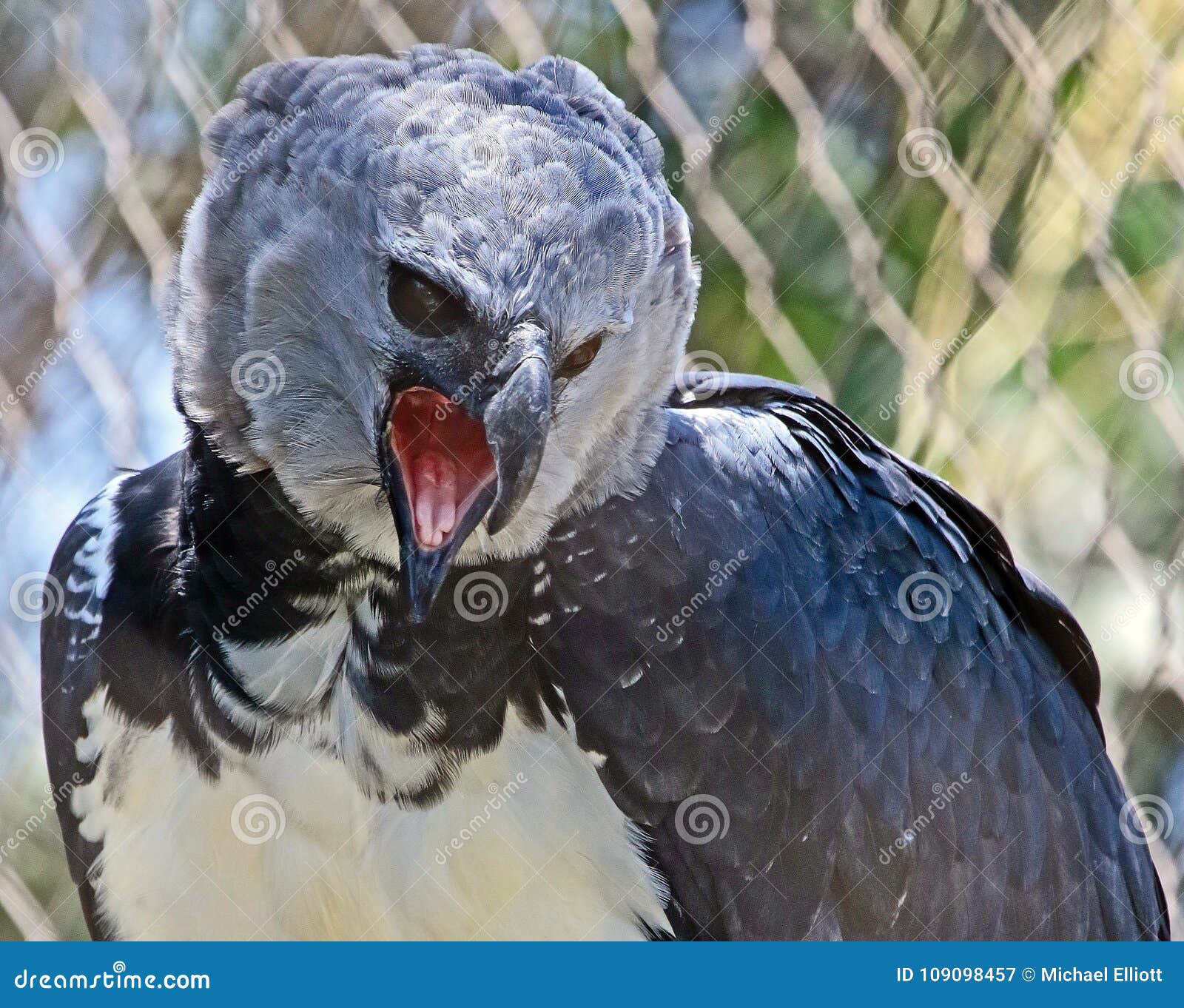 Arpia immagine stock. Immagine di marrone, nave, testa - 109098457