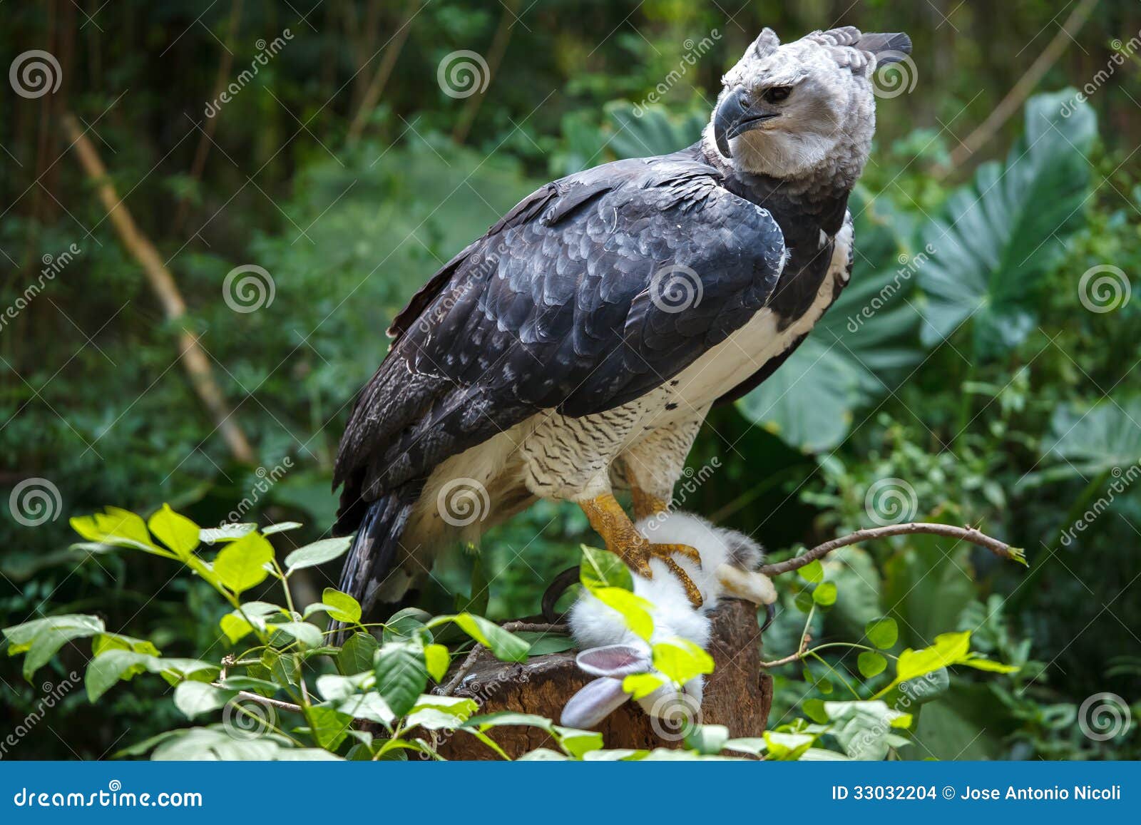 Arpia fotografia stock. Immagine di becco, harpy, creatura - 33032204