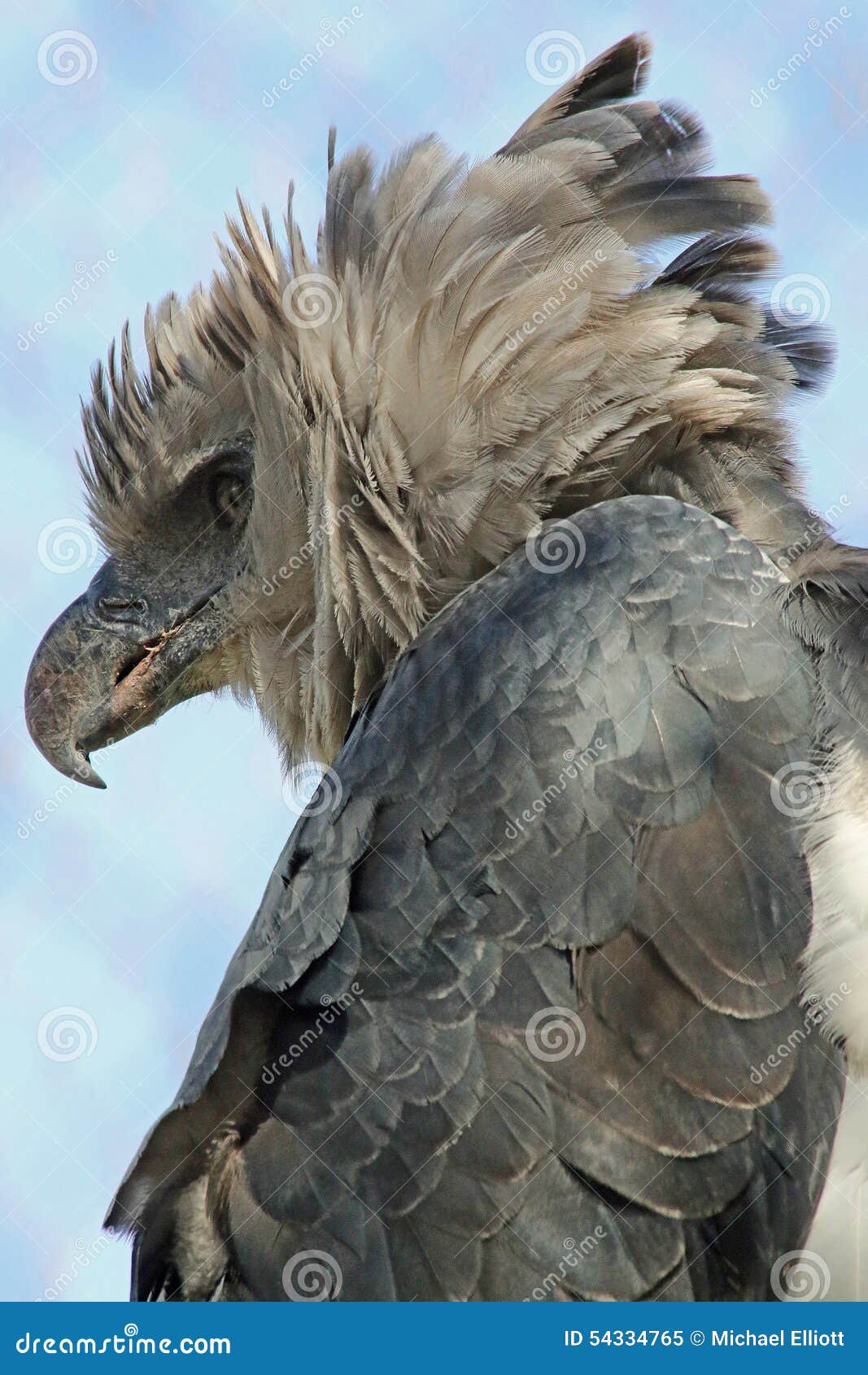 Arpia immagine stock. Immagine di animale, occhio, aviario - 54334765