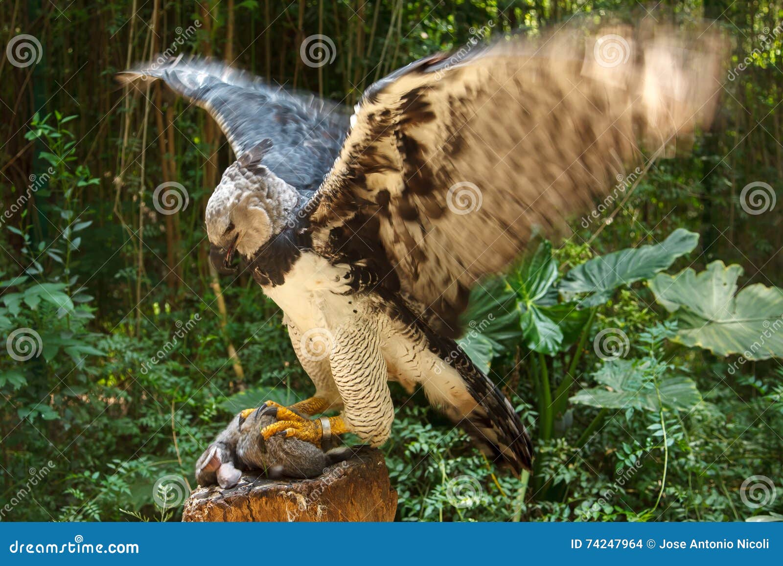 Arpia fotografia stock. Immagine di selva, bianco, creatura - 74247964