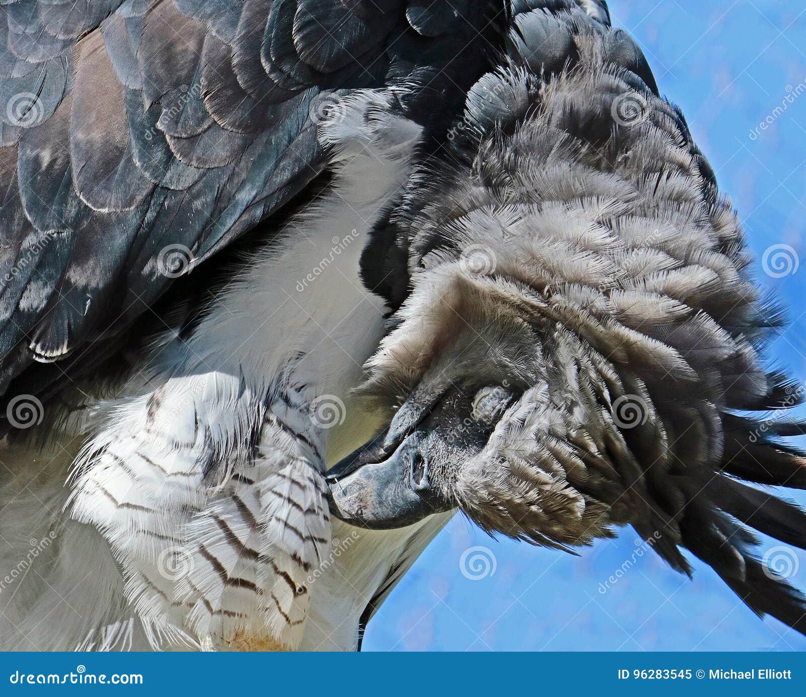 Arpia immagine stock. Immagine di aereo, pericolo, visualizzazione ...