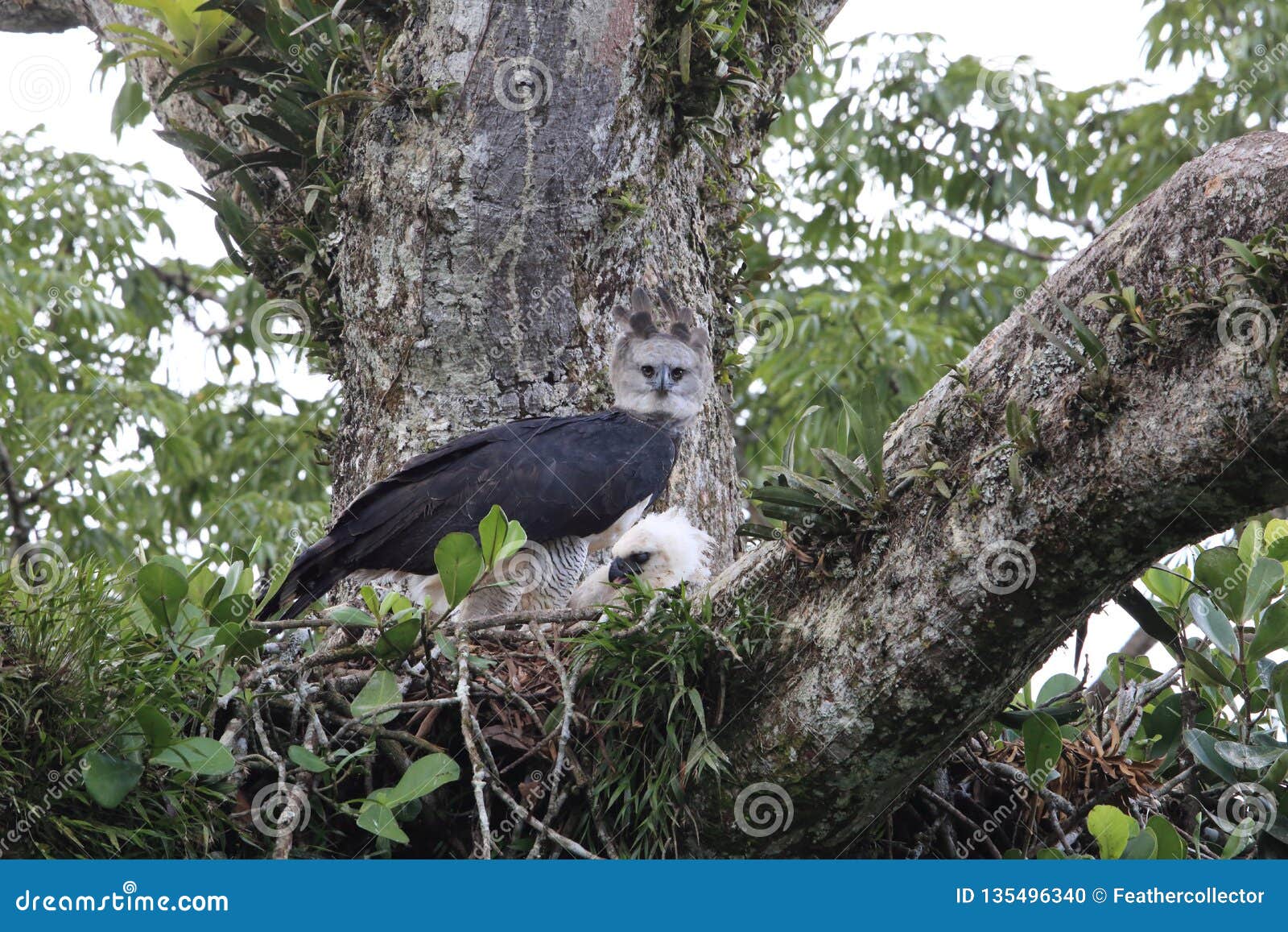 Arpia Nell'Ecuador, Sudamerica Fotografia Stock - Immagine di america ...