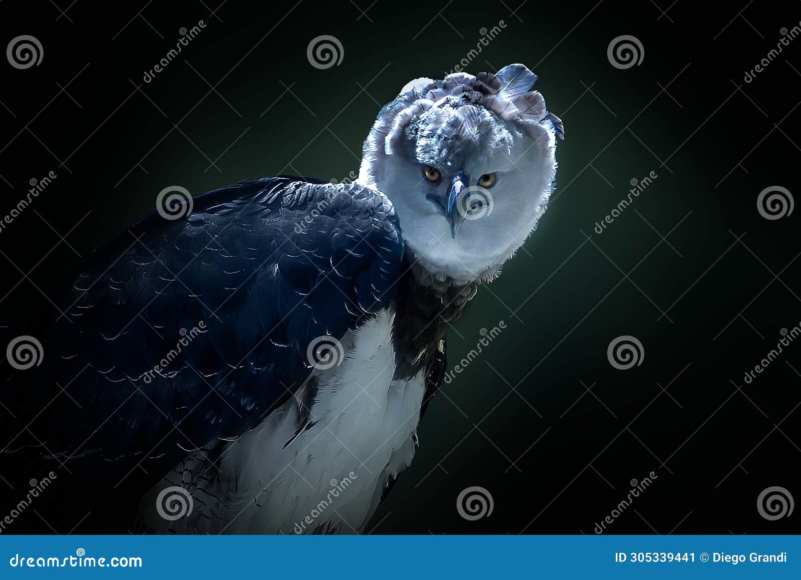 Arpy eagle bird imagen de archivo. Imagen de animal - 305339441