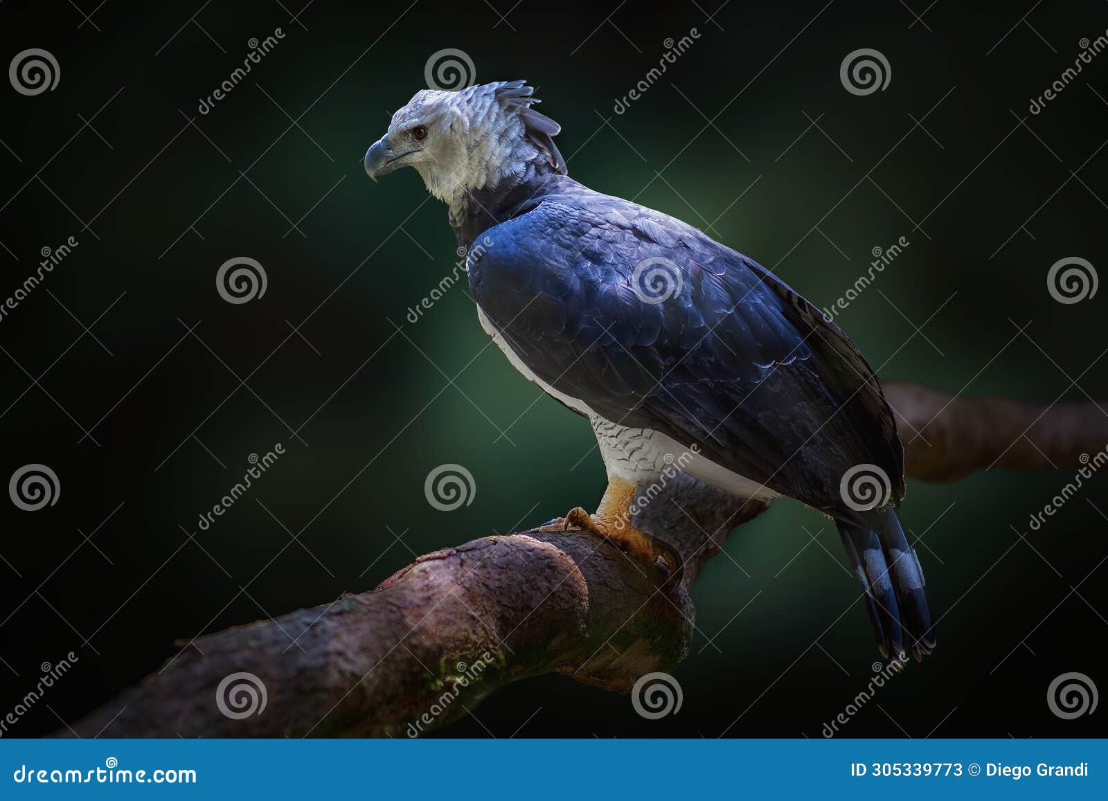 Arpy eagle bird imagen de archivo. Imagen de gris, confuso - 305339773