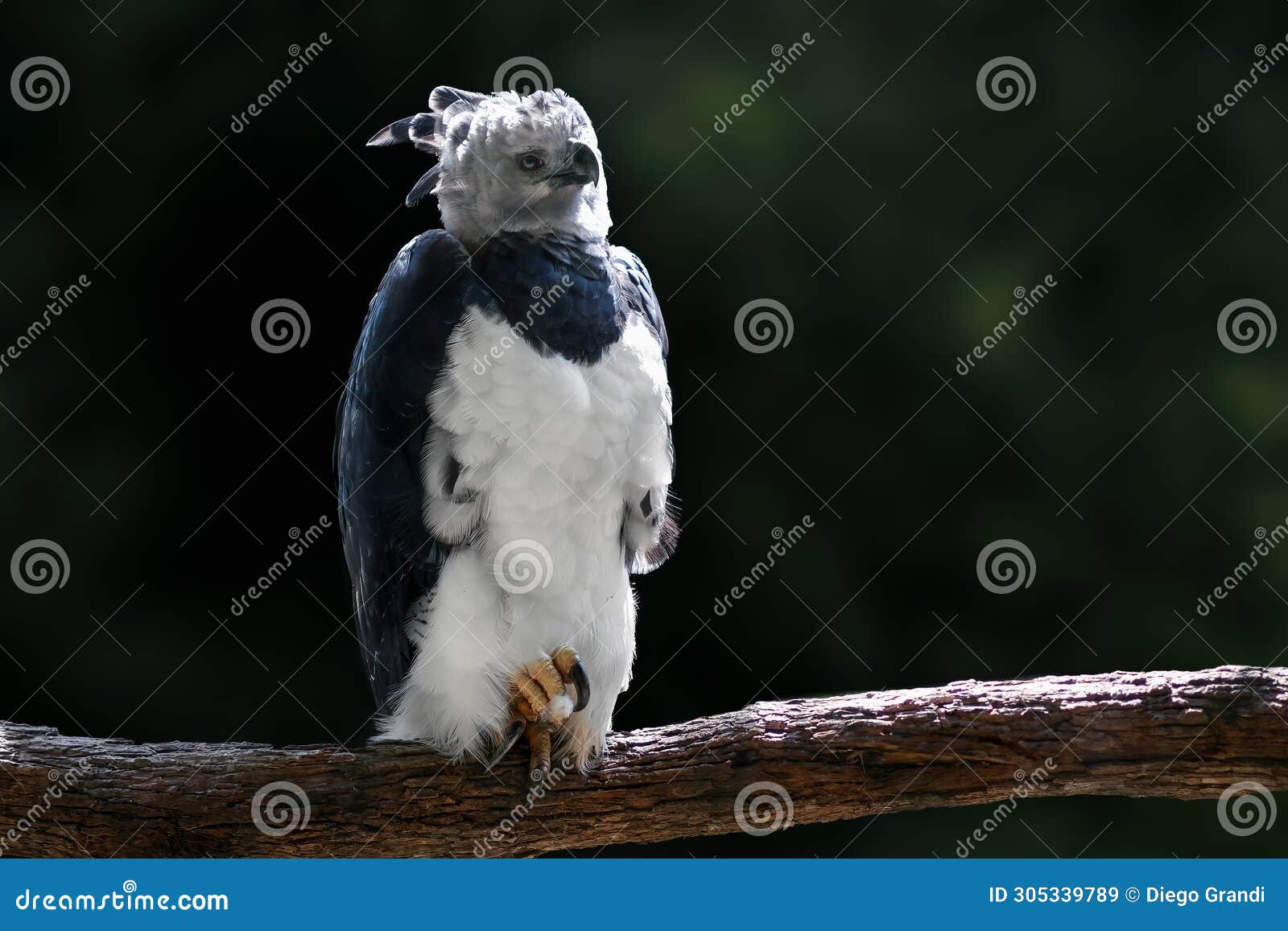 Arpy eagle bird imagen de archivo. Imagen de negro, presa - 305339789