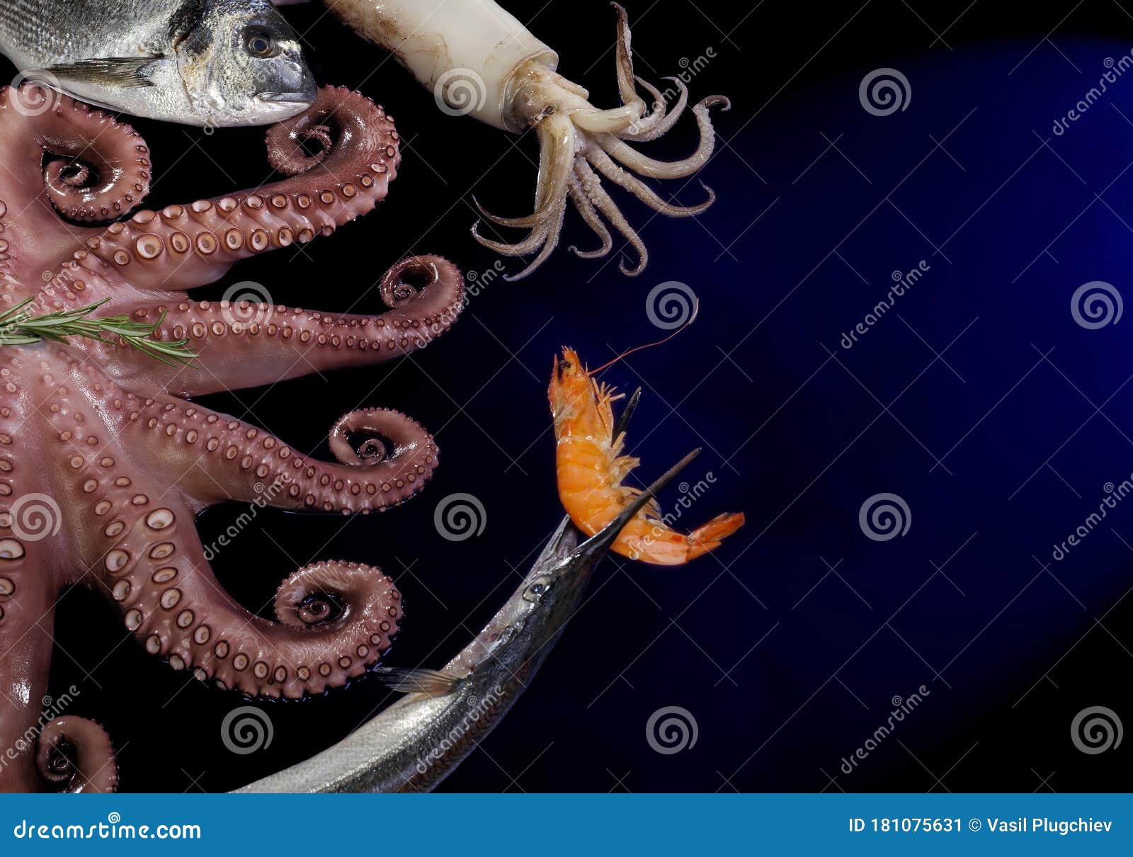Arranged Composition of Octopus, Sepia, Eel, Shrimp Stock Image - Image ...
