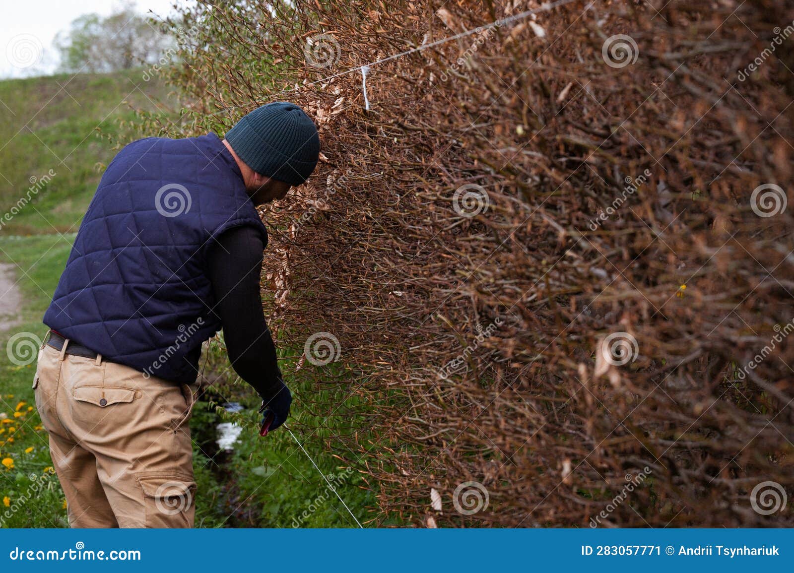 Arrangement and Leveling of the Hedge with Scissors, Spring Work in the ...
