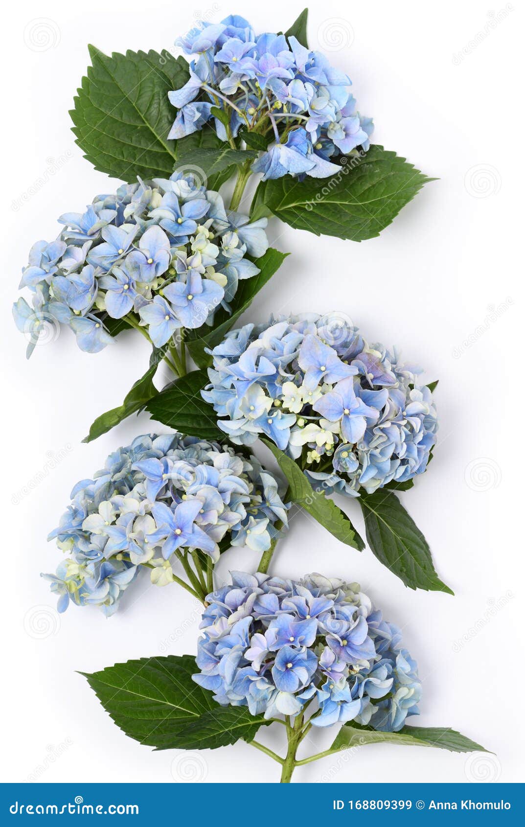 Beautiful blue hydrangea stock image. Image of leaf - 168809399