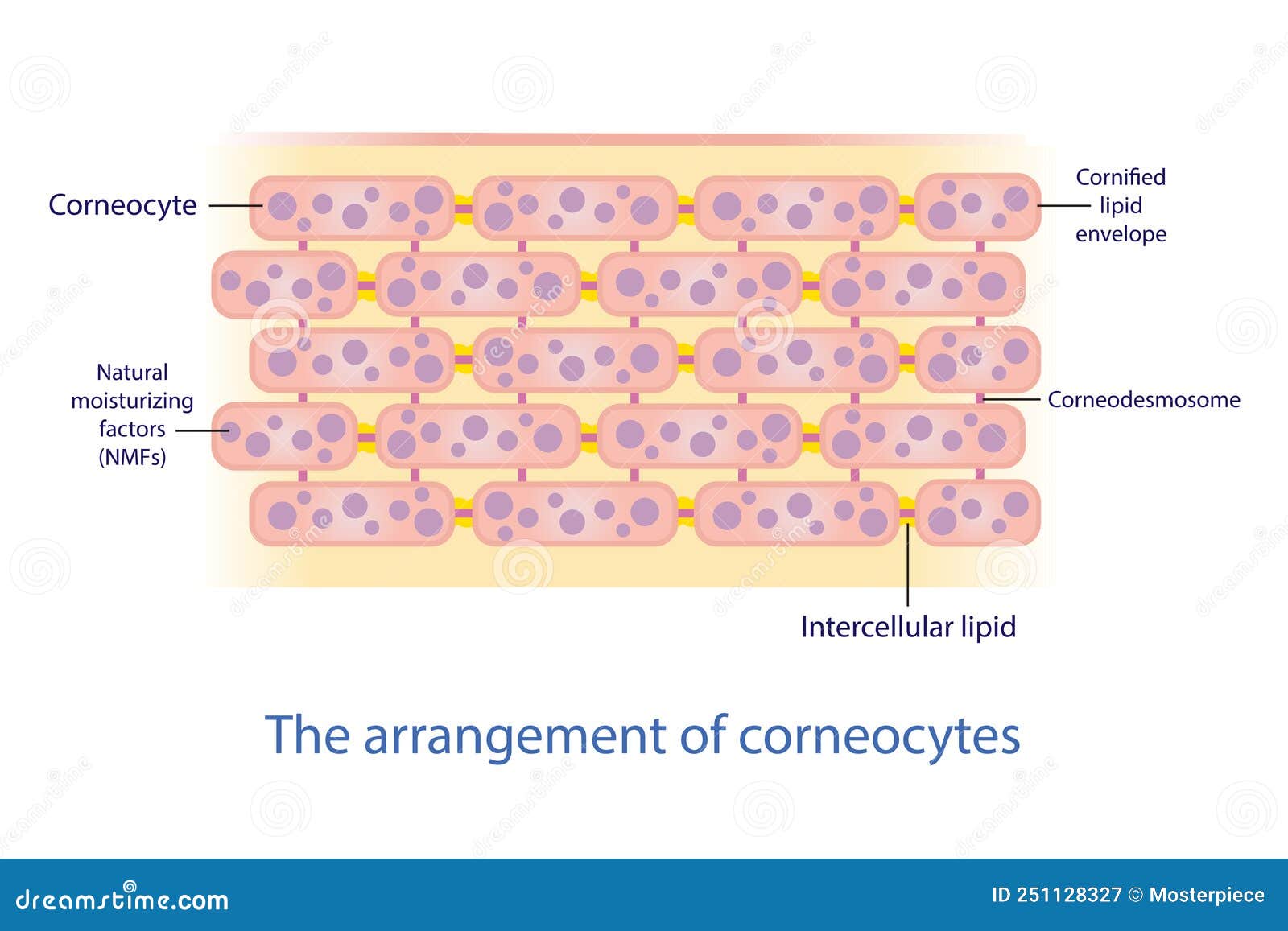 The Arrangement of Corneocyte Vector on White Background. Stock Vector ...