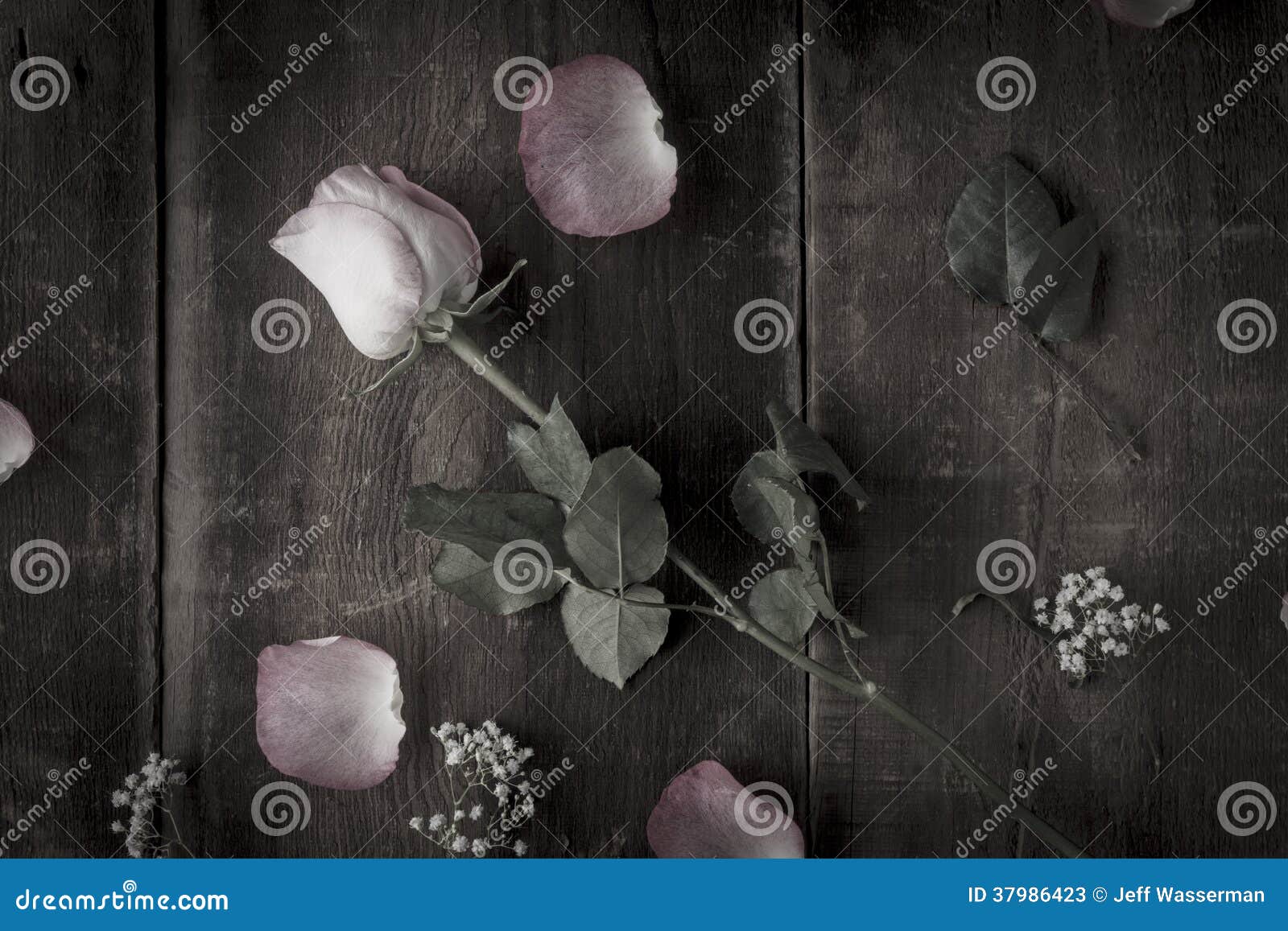 Arrangement of Desaturated Roses Stock Image - Image of petals, pink ...