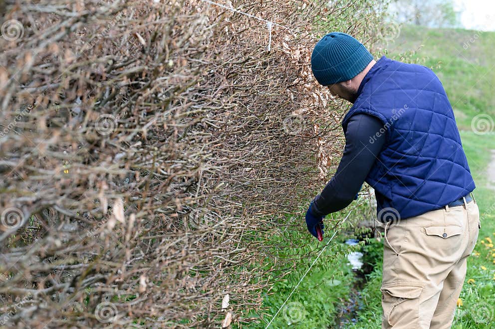 Arrangement and Leveling of the Hedge with Scissors, Spring Work in the ...