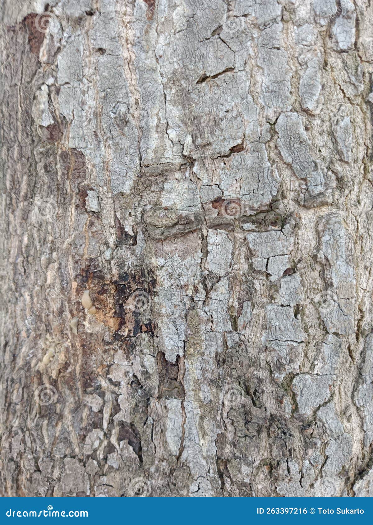 The Arrangement of Mango Bark is Formed Naturally Stock Photo - Image ...
