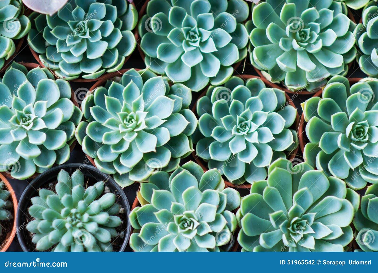 Arrangement Miniature Green Succulent Plants Stock Photo - Image of ...
