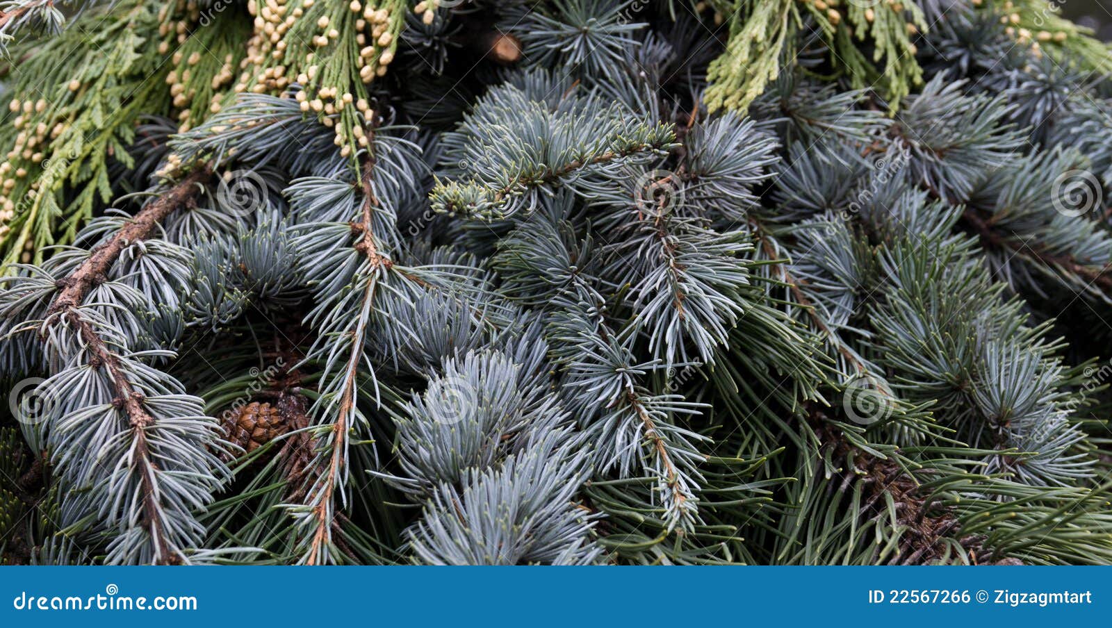 Arrangement Mixed Evergreens for Christmas Cedar Stock Photo - Image of ...
