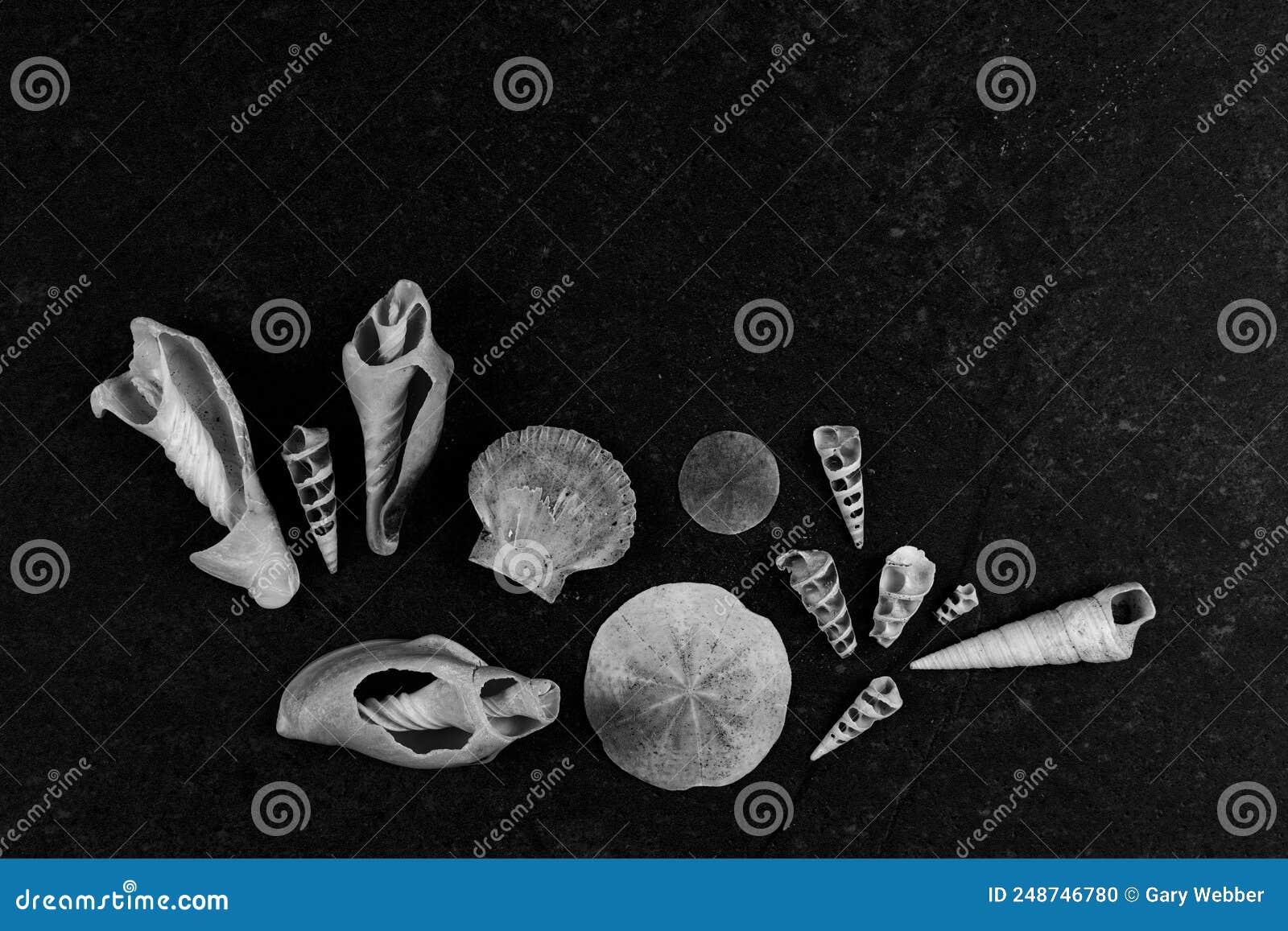 An Arrangement of Sea Shells on a Black Slate Background Stock Photo ...